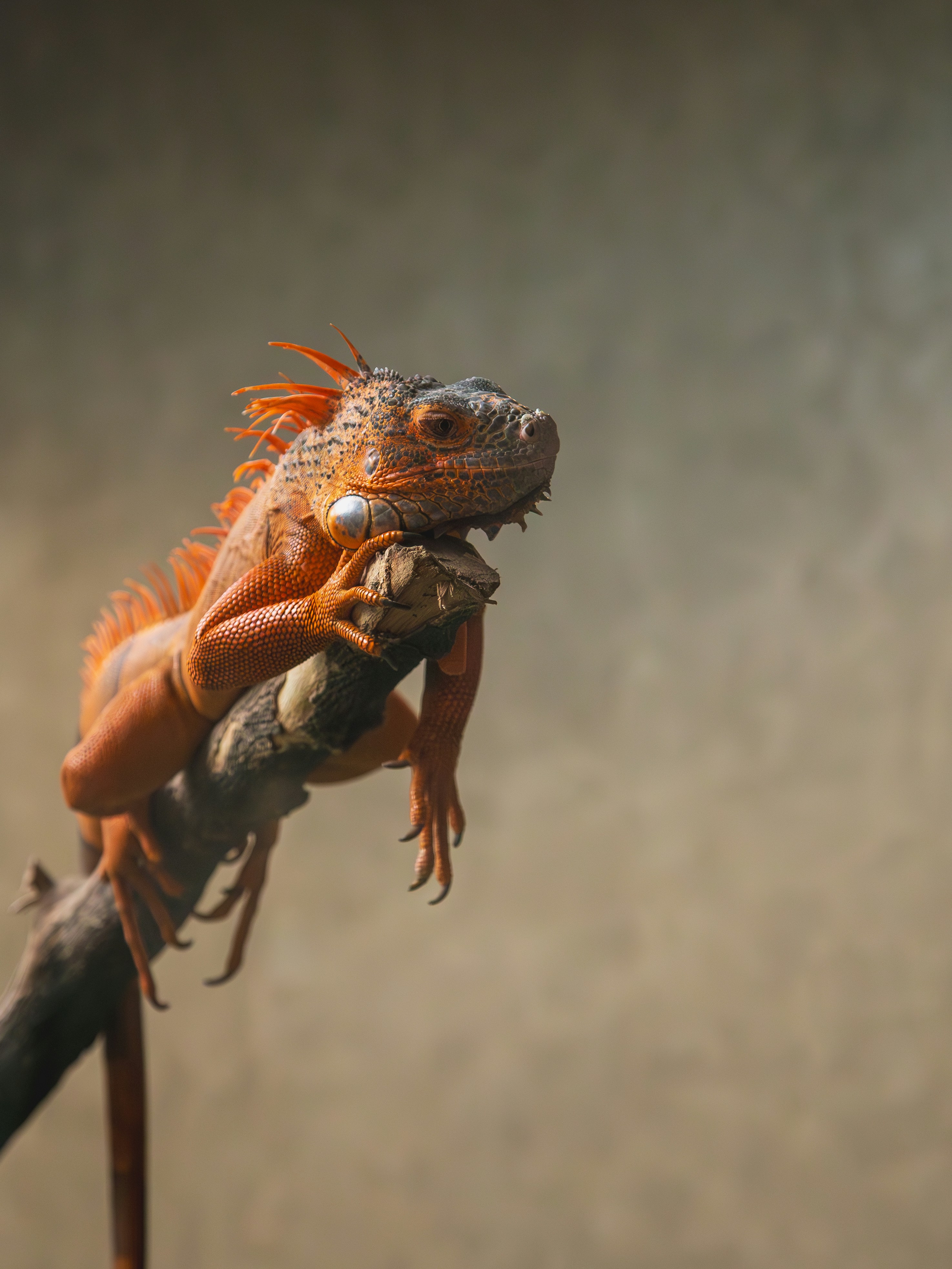 Ember-Scaled Sentinel: Close-Up of a Flame Iguana