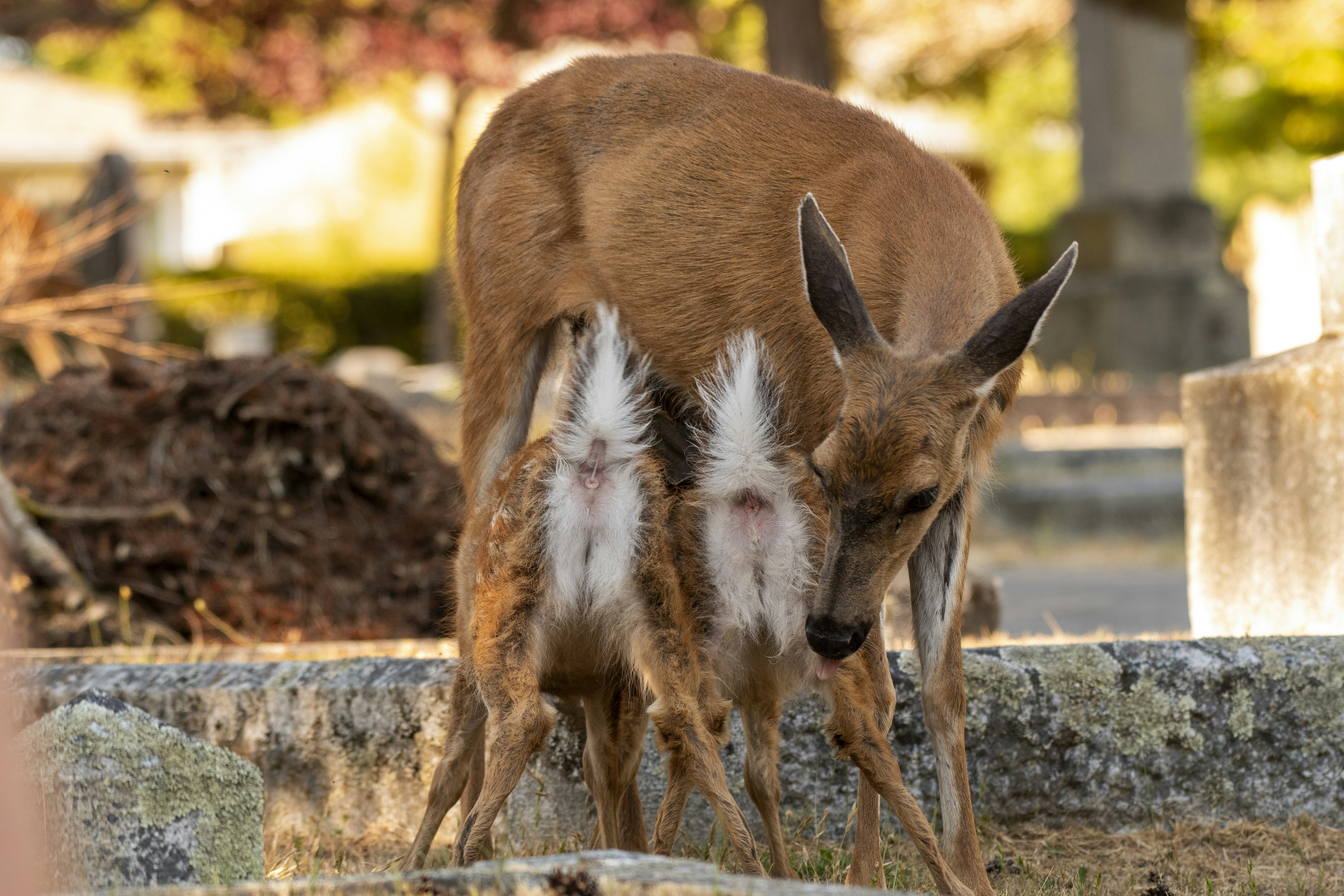 A mother deer nurses her fawns