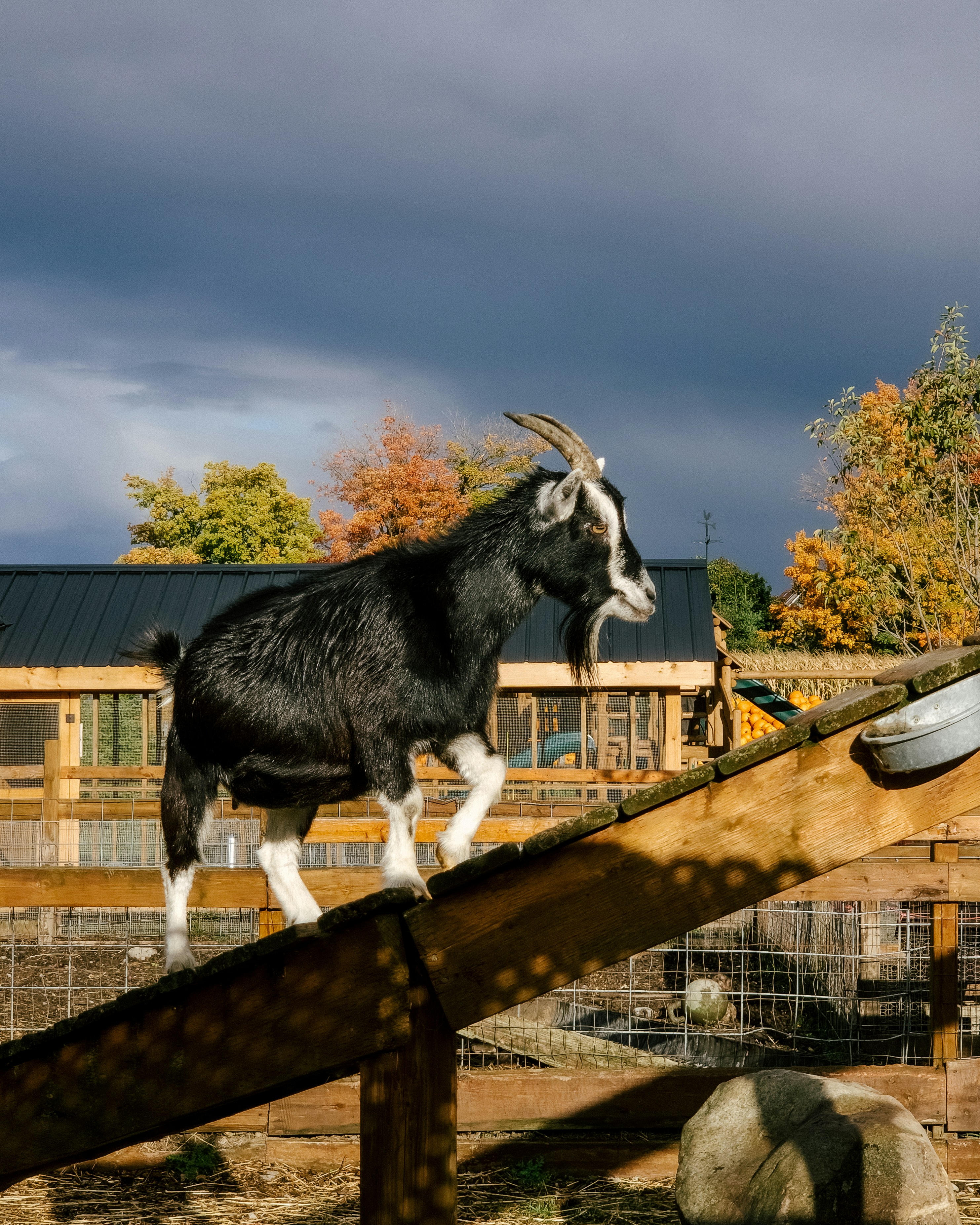 Autumn Ridge Stance: a goat balances along a sunlit farm ramp