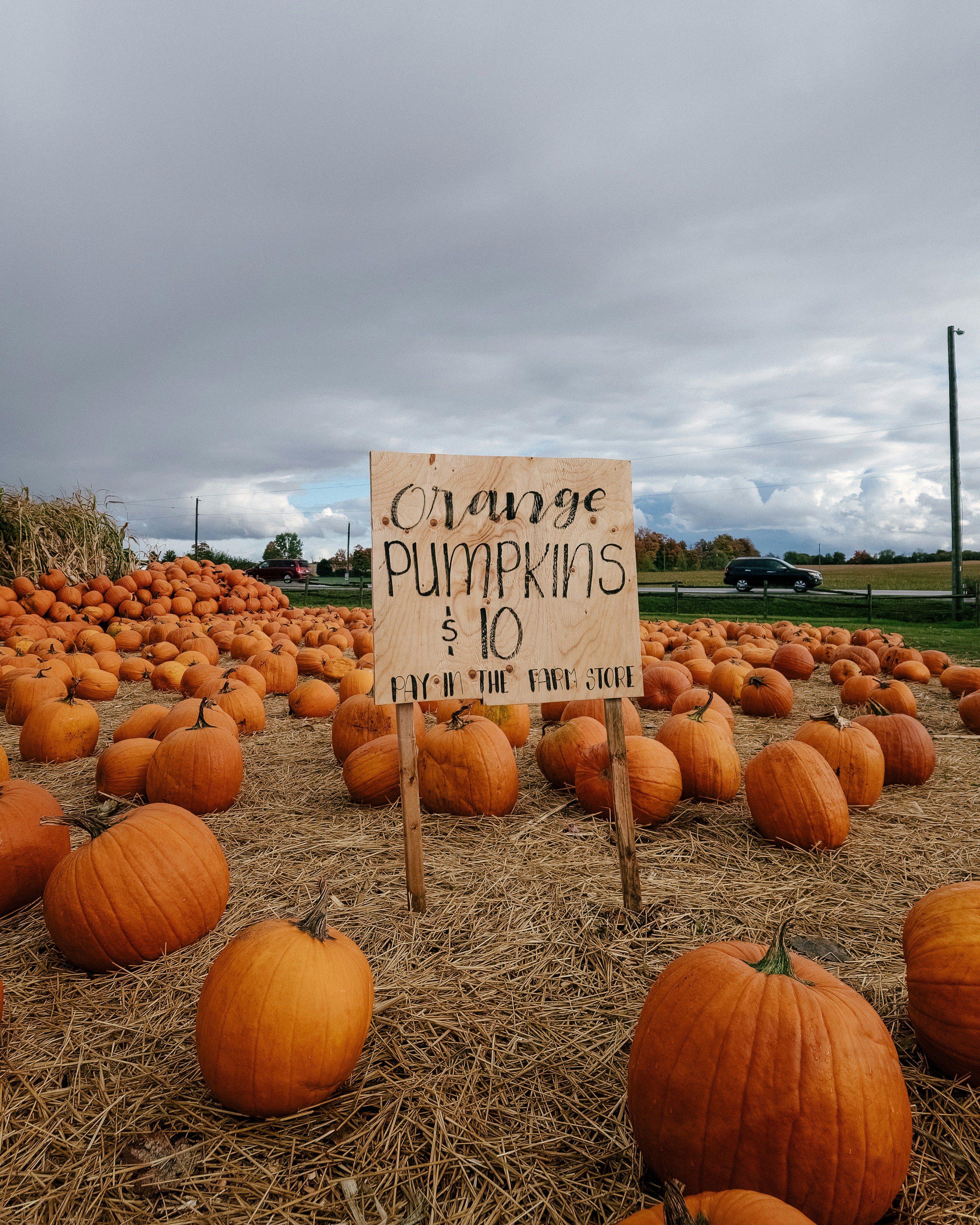 Orange Signpost Surrounded by a Sea of Pumpkins