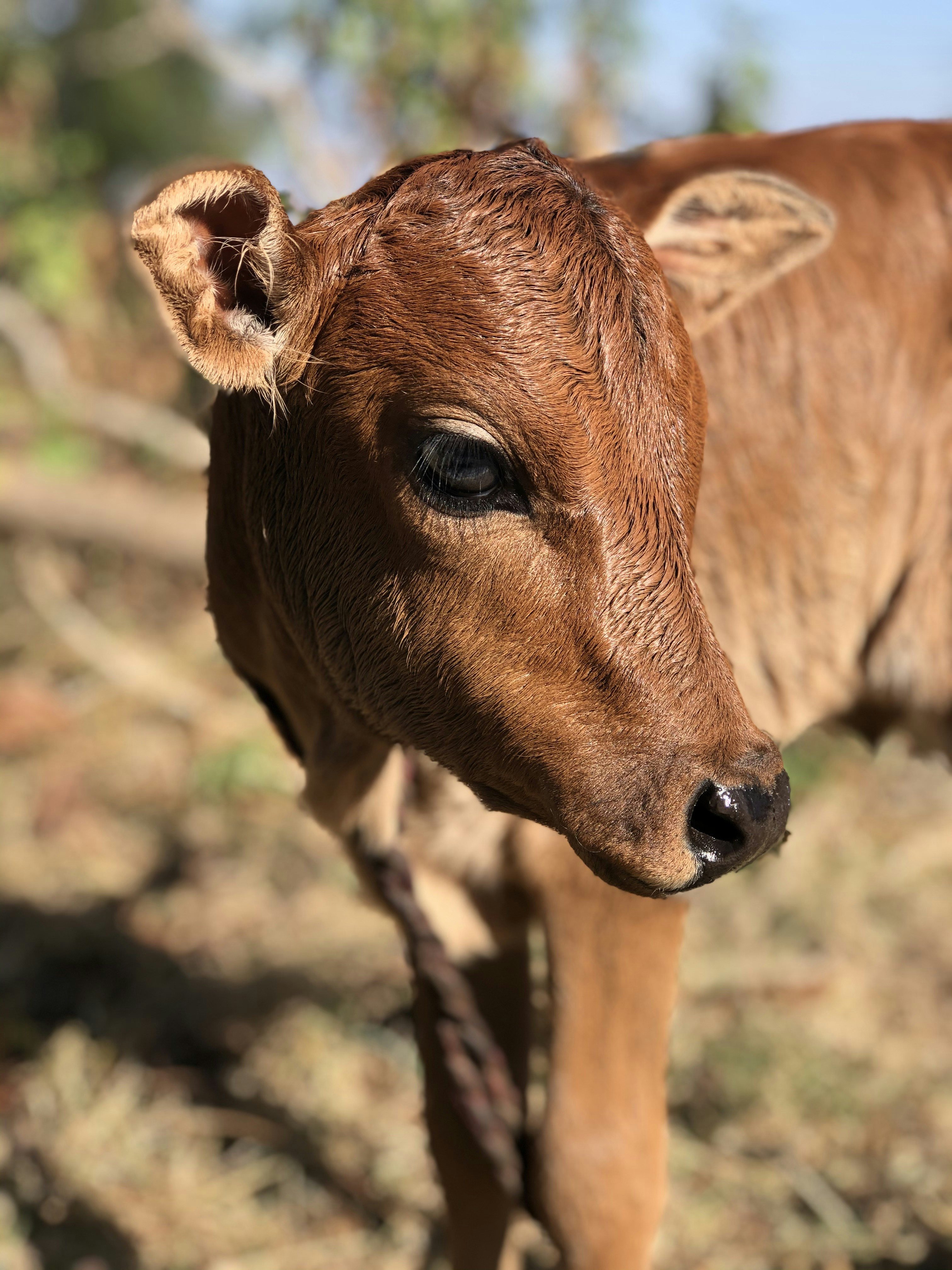 1000+ Calf Pictures | Download Free Images on Unsplash