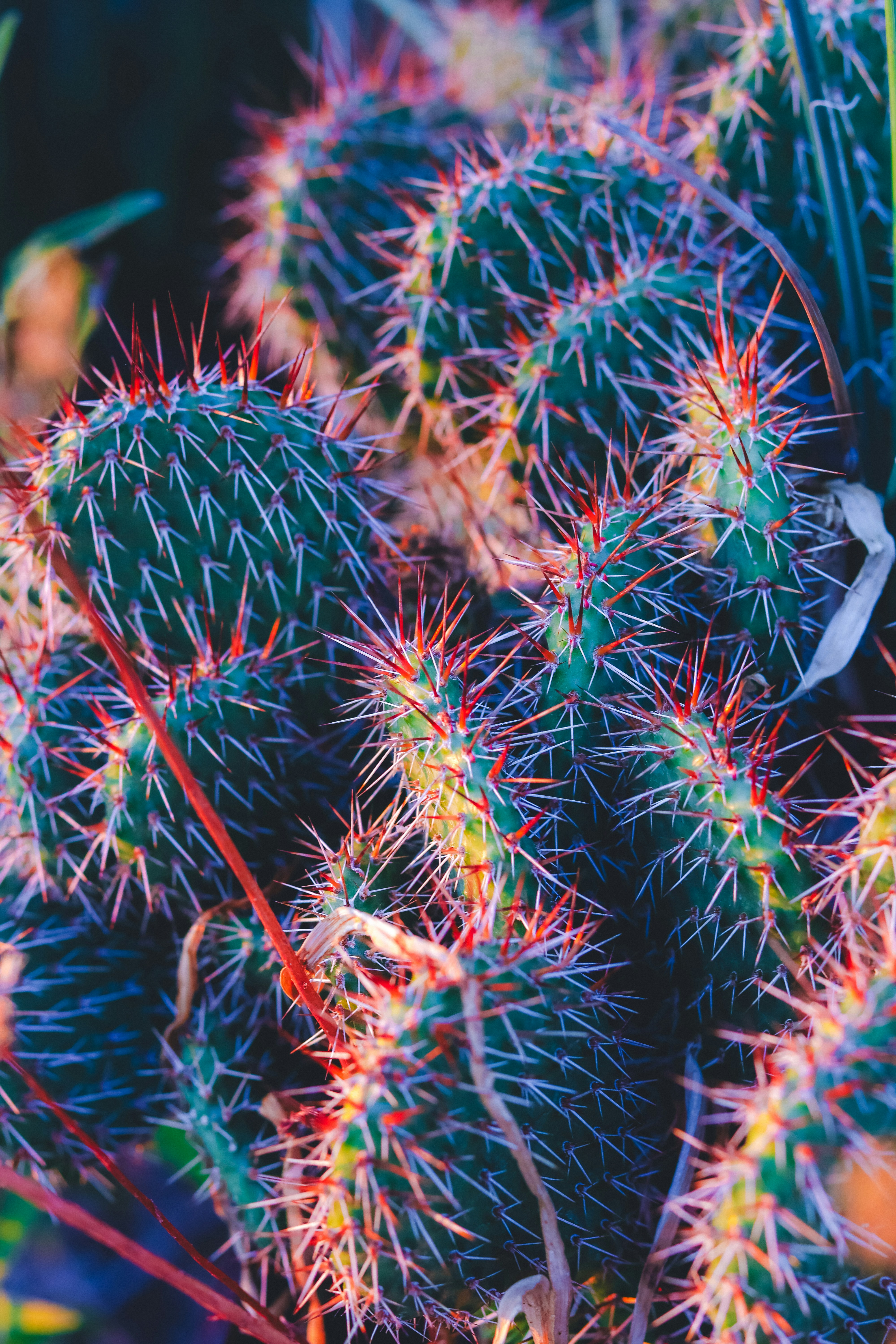 Electric Spines: Neon Cactus Close-Up