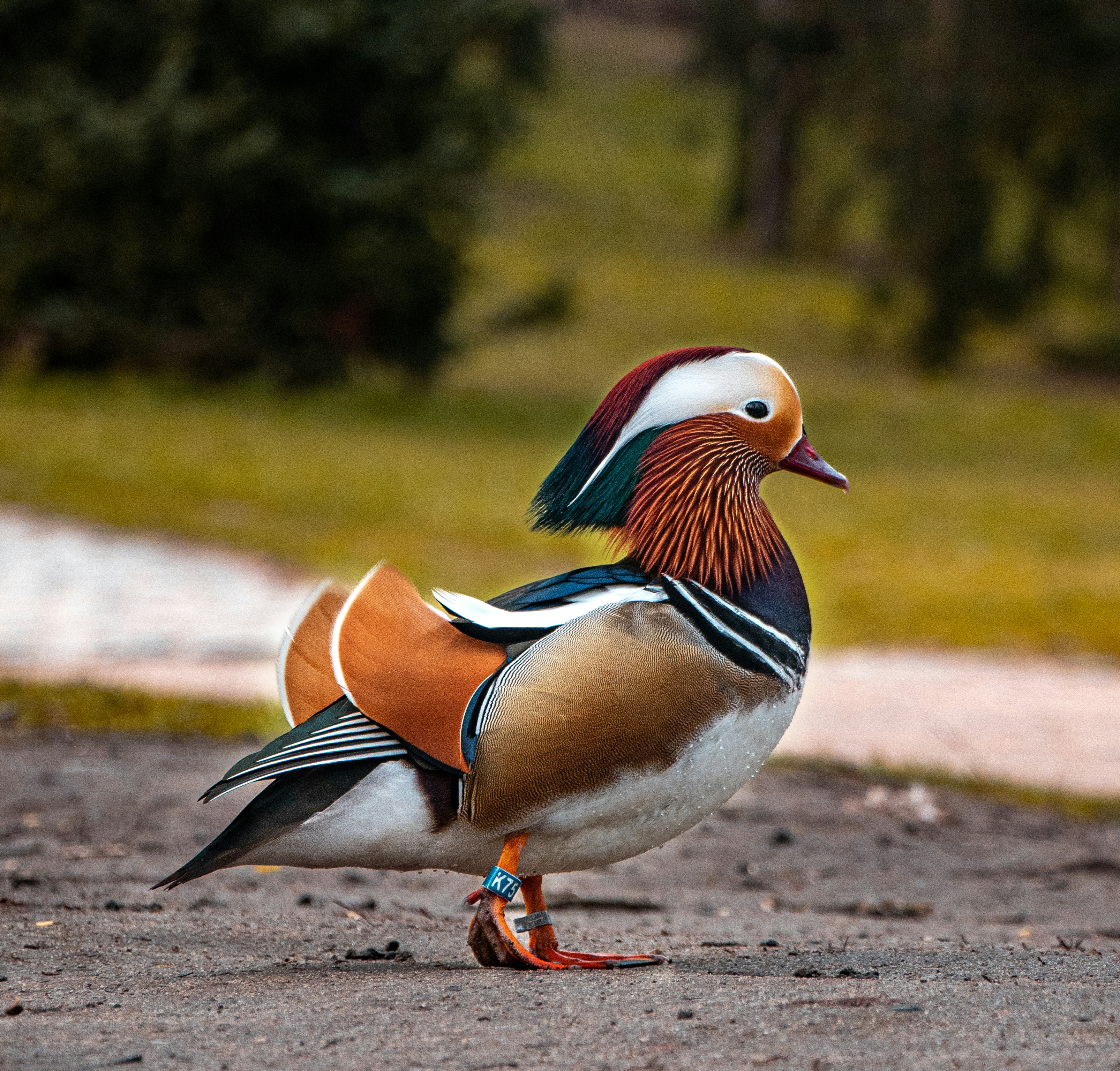 Vivid Mandarin Duck Struts Along a Quiet Park Path