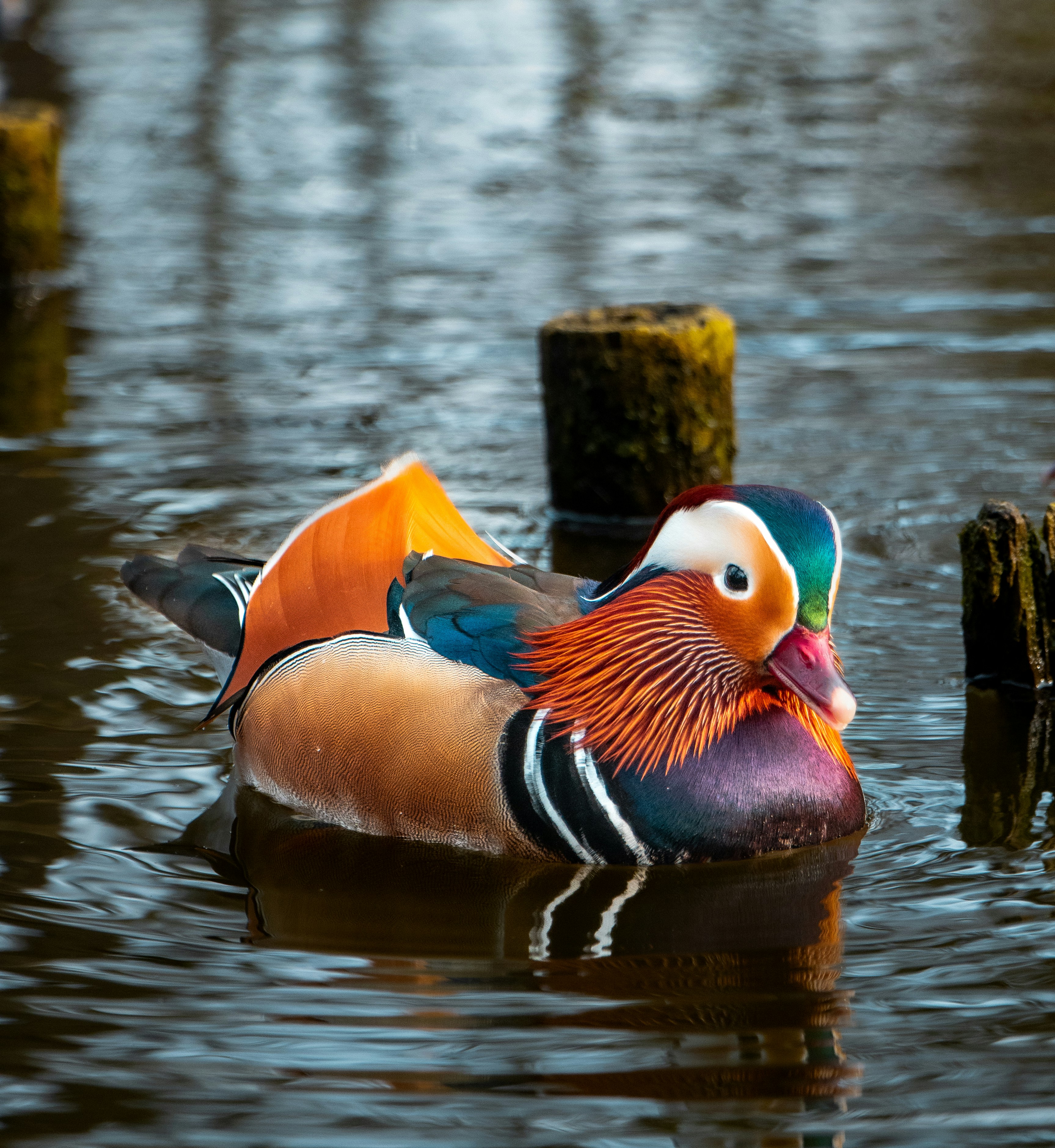 Crowned in Color: A Mandarin Duck Drifting Through Quiet Reflections