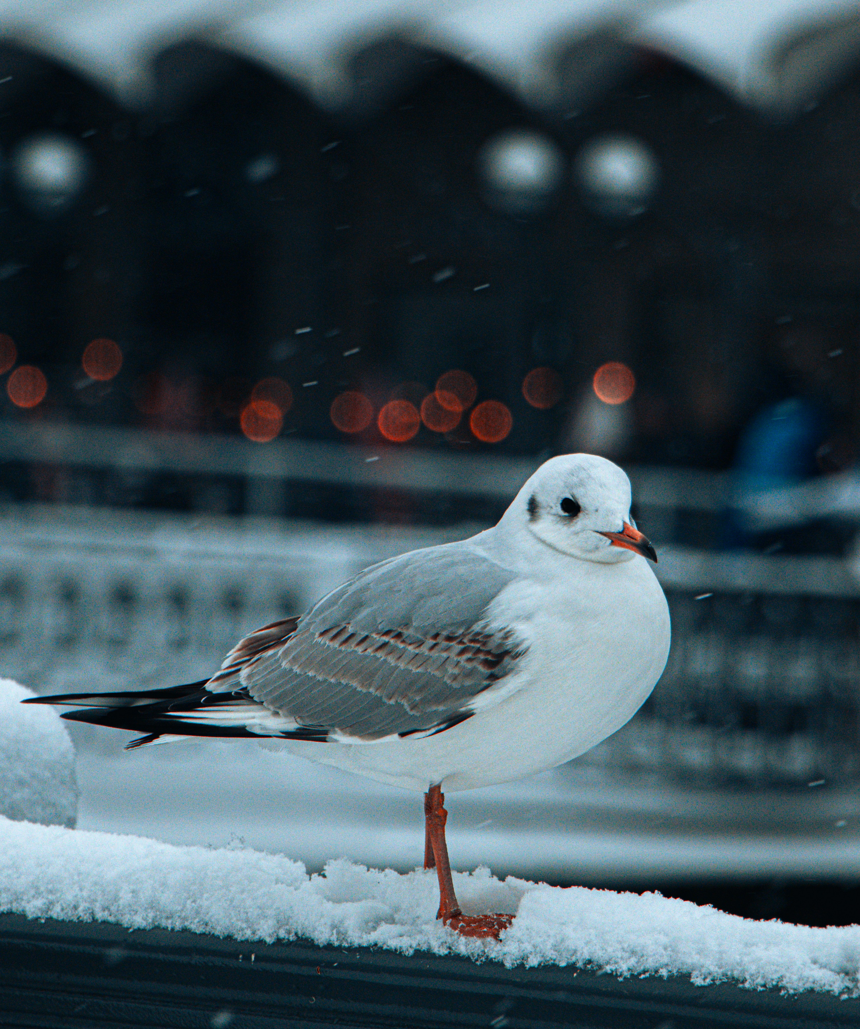 Seagull on a Frosted Railing Amid Snow and Blurred City Lights