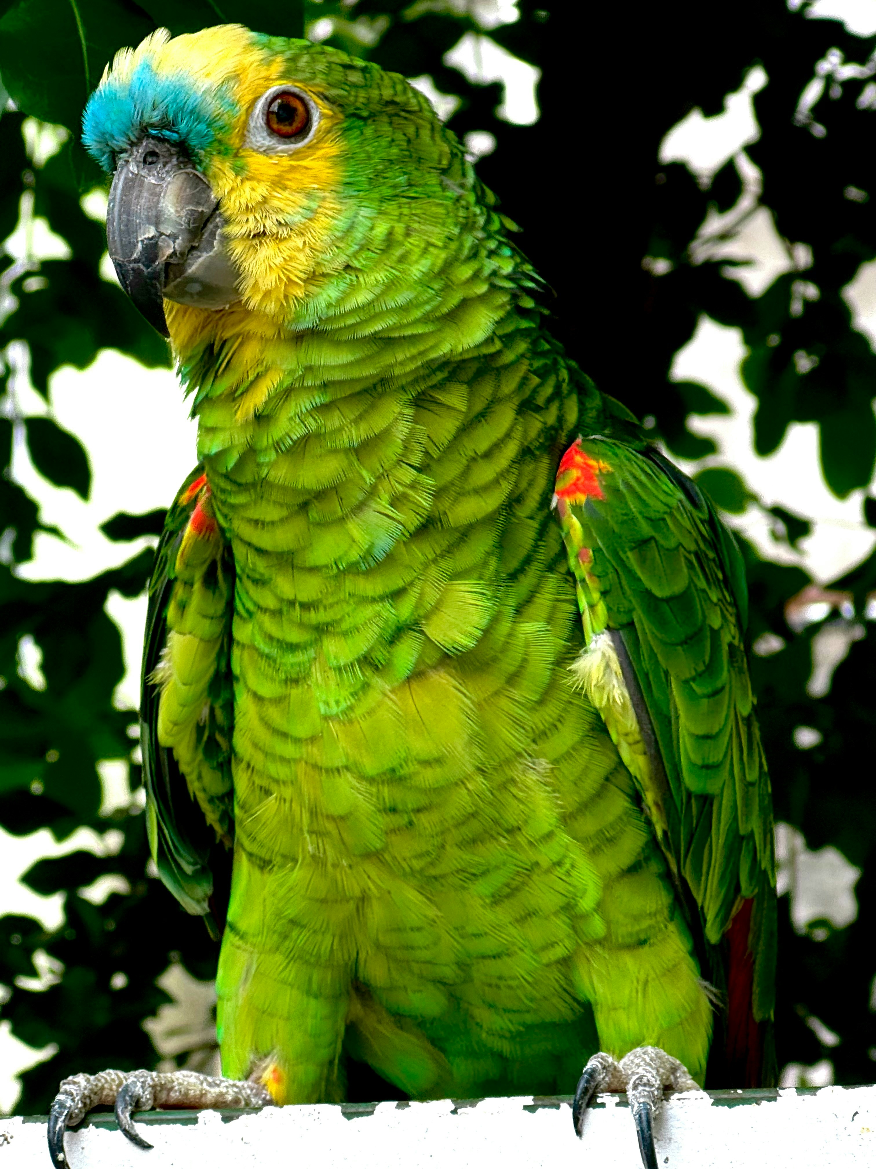 Emerald Macaw Portrait: Eye in Focus Amid Sunlit Plumage