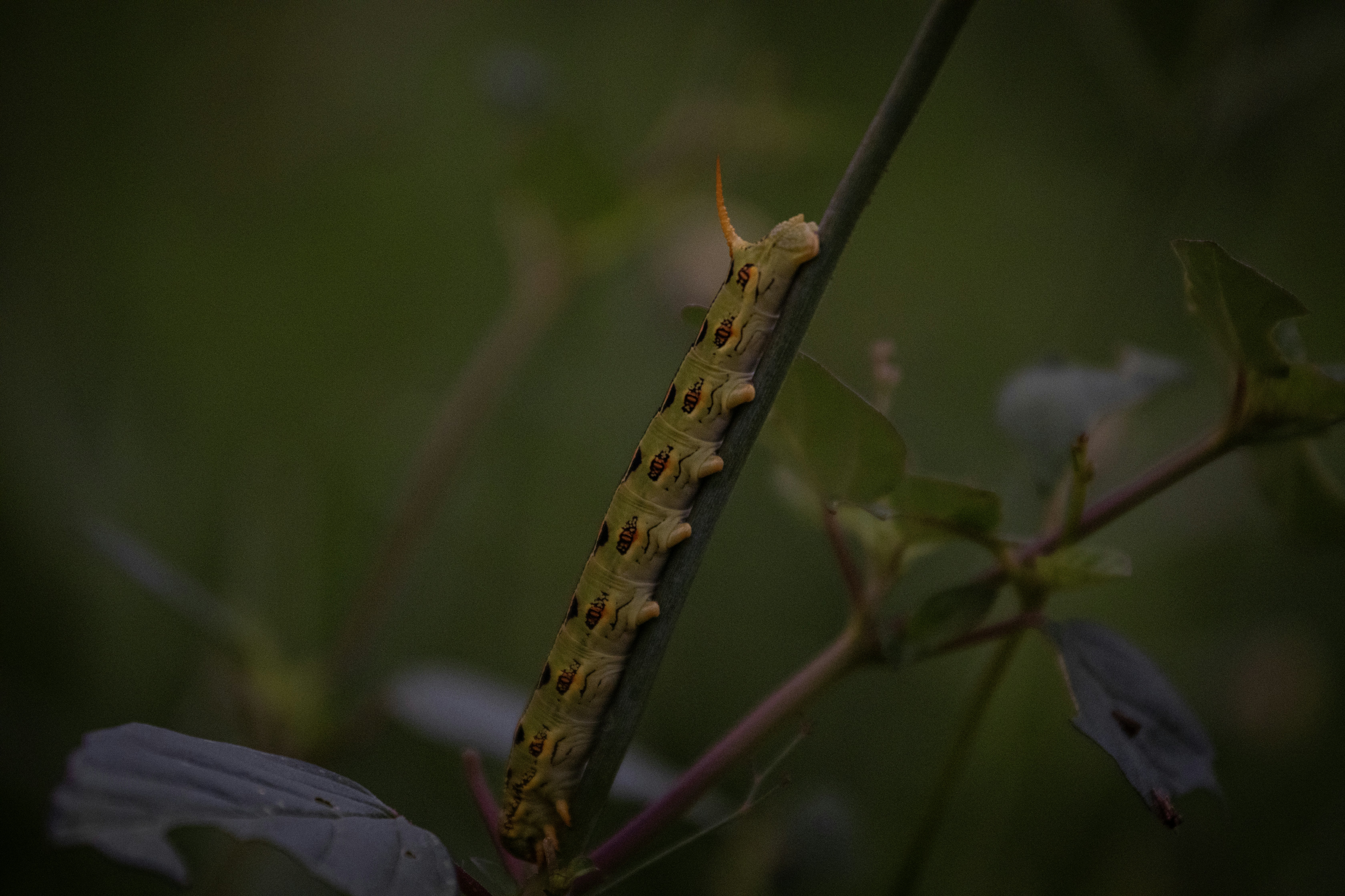 Photo by Alfonso Betancourt with Canon EOS R