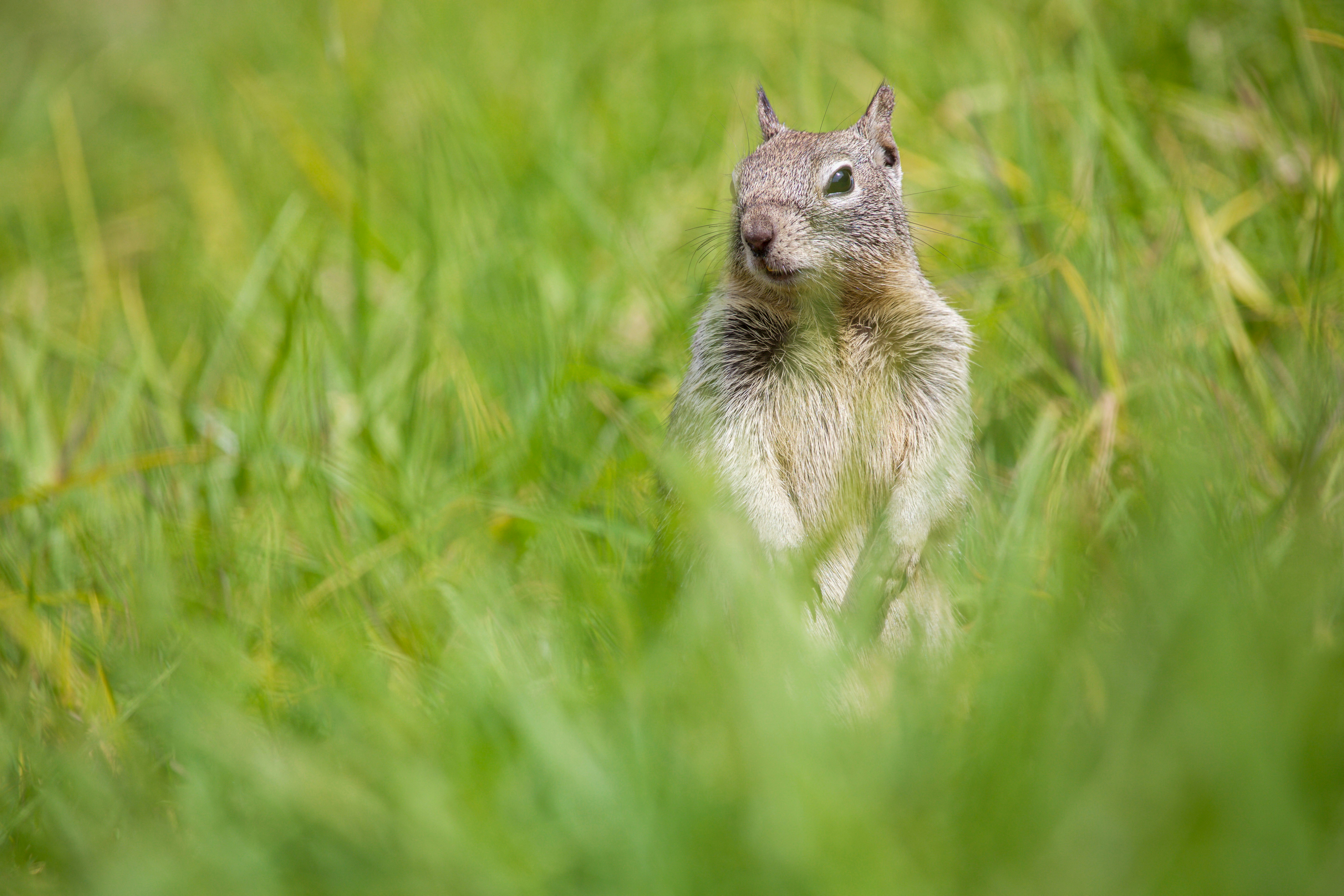 Whiskered Sentinel in a Meadow of Velvet Green