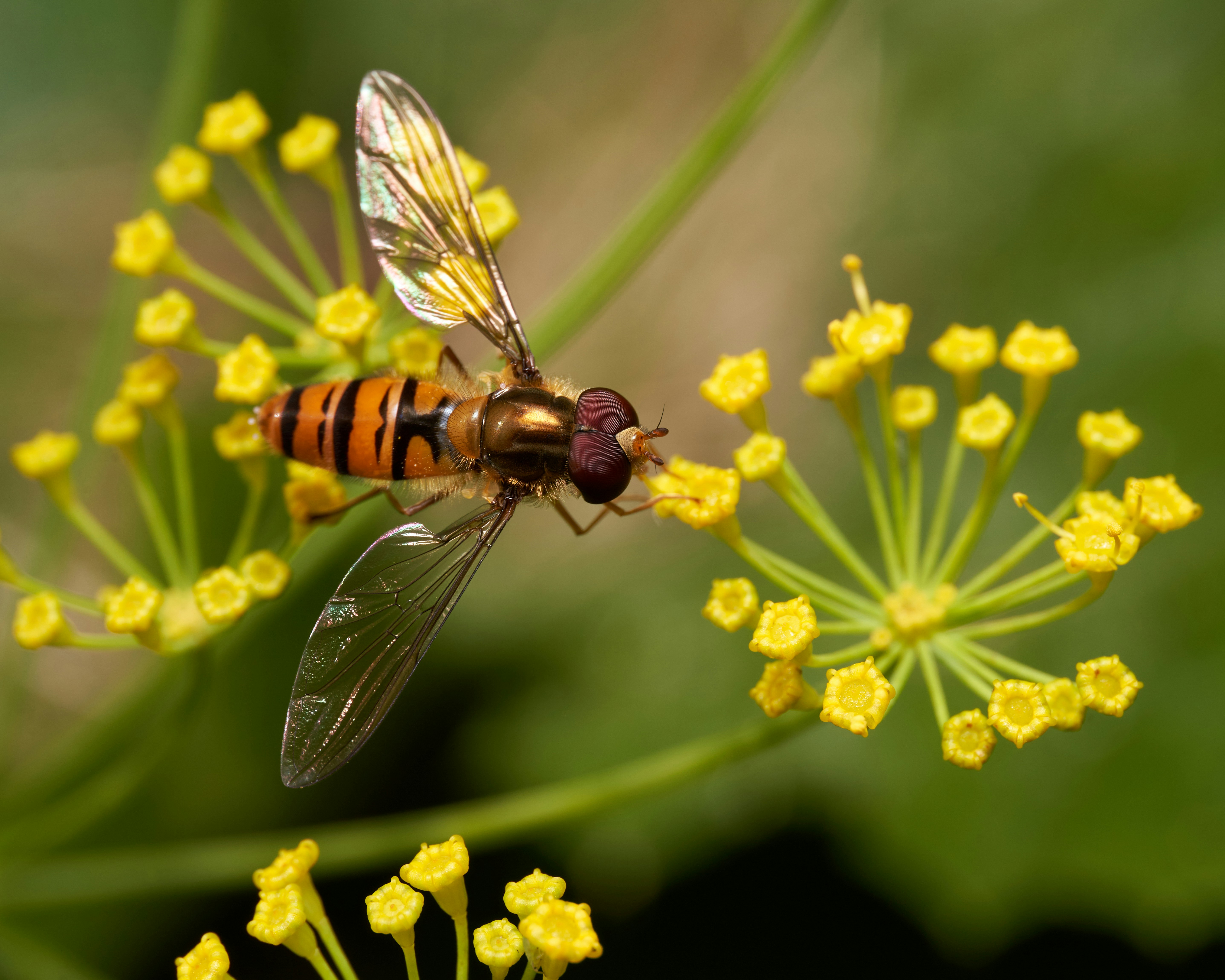 Macro Ballet: Hoverfly on Sunlit Dill Umbels