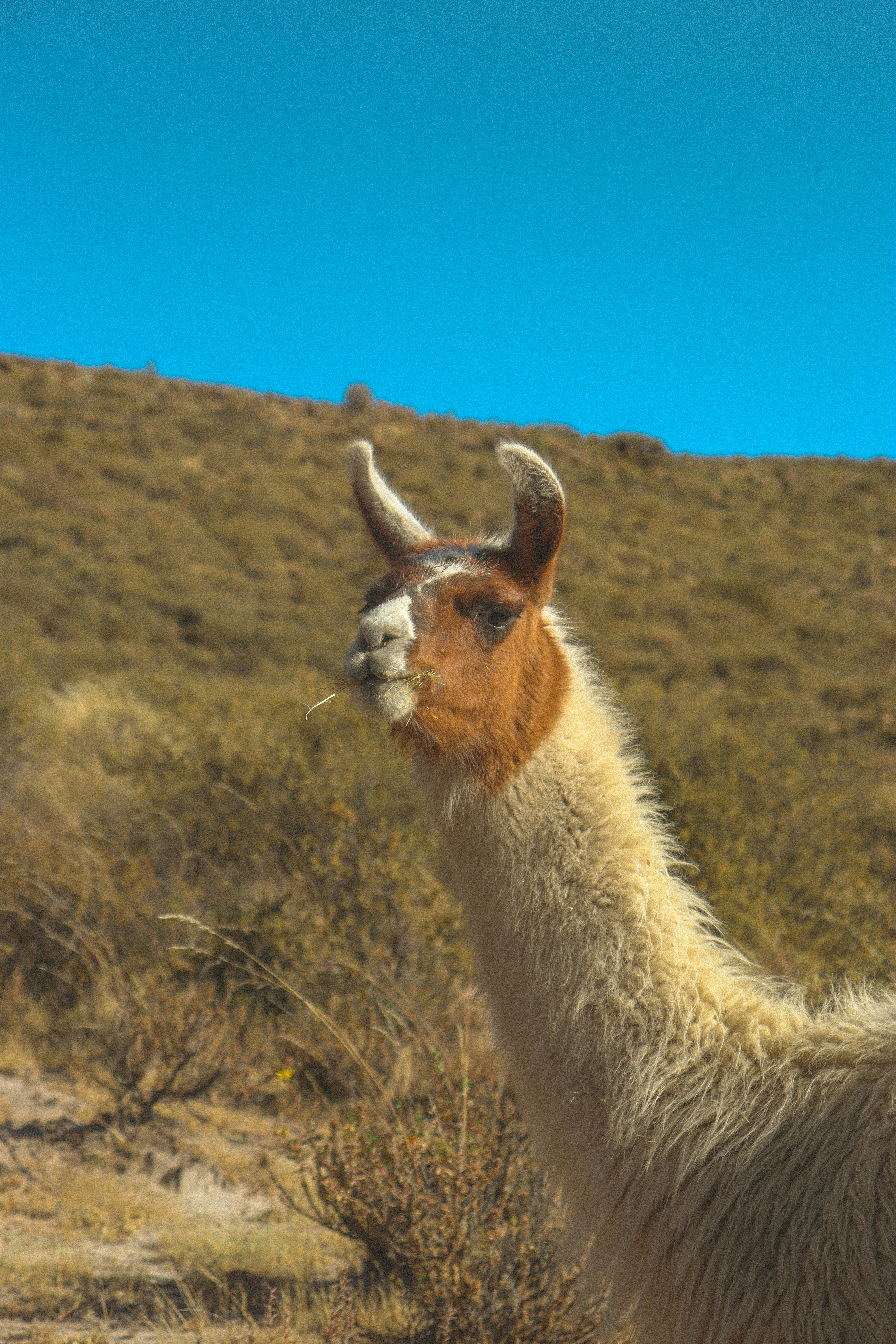 Sentry in the Dunes: A Llama Poses Against a Cobalt Sky