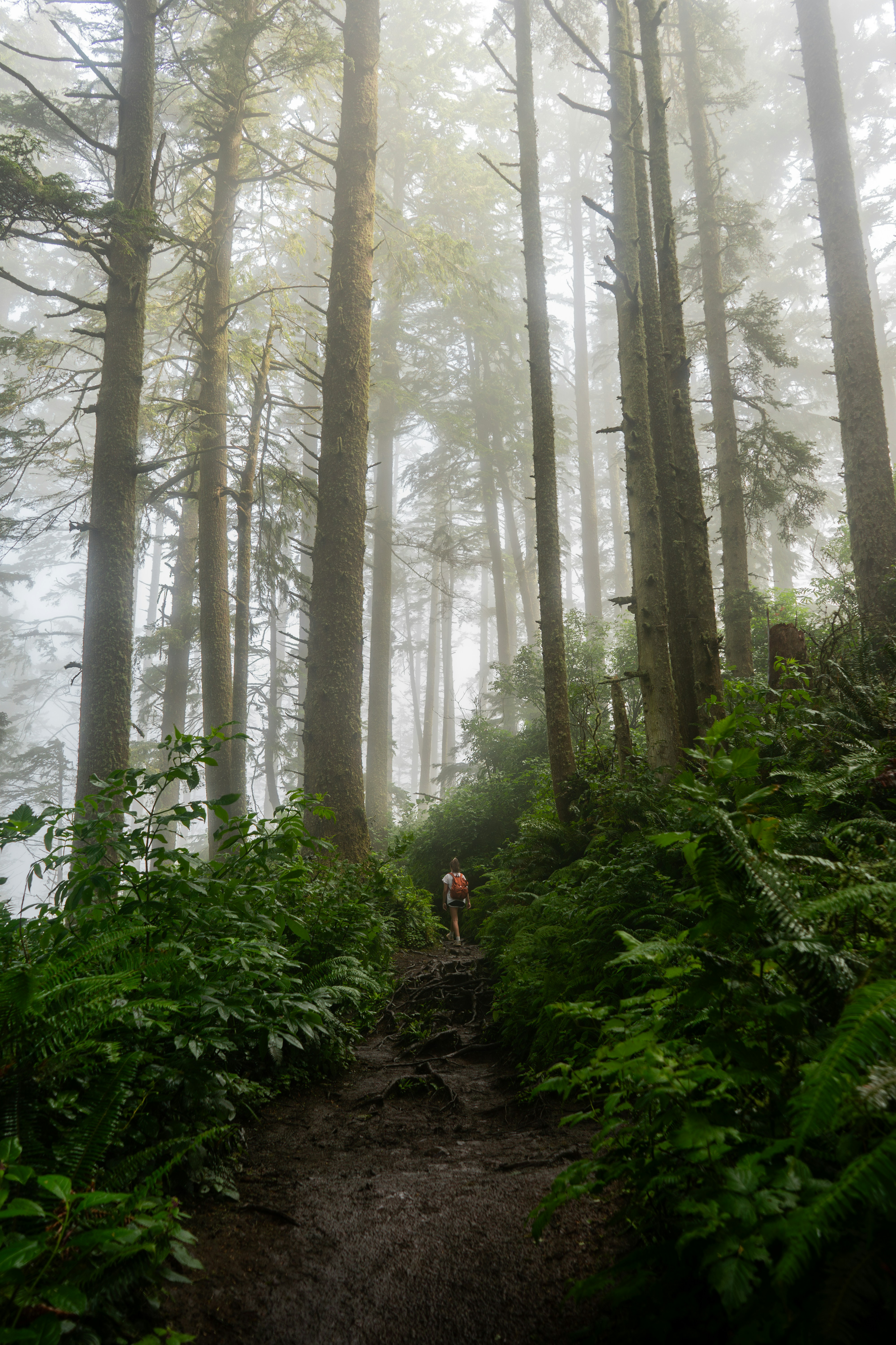 A trail in the middle of a dense forest photo – Free Land Image on Unsplash