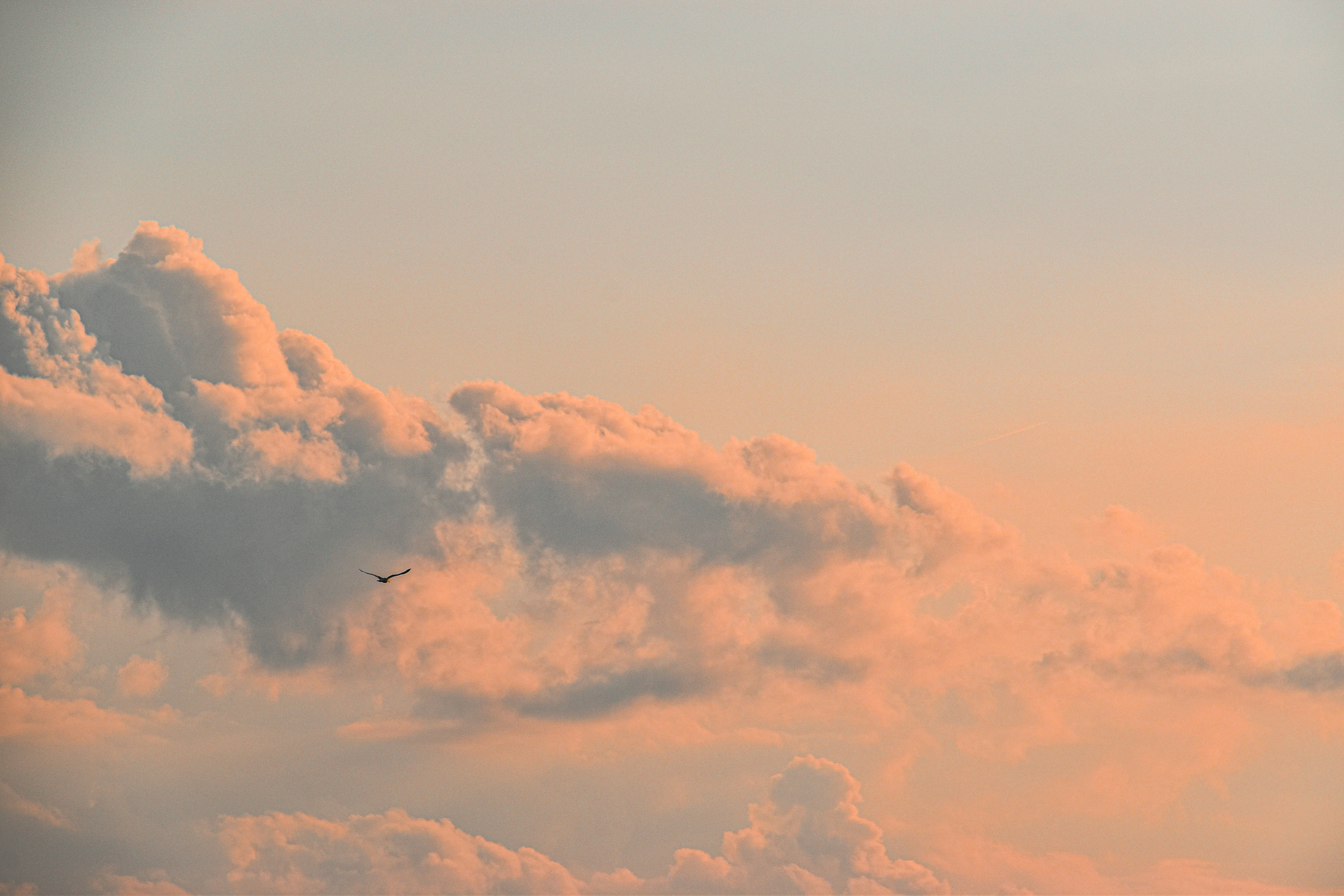 Warm and soft clouds with a seagull flying