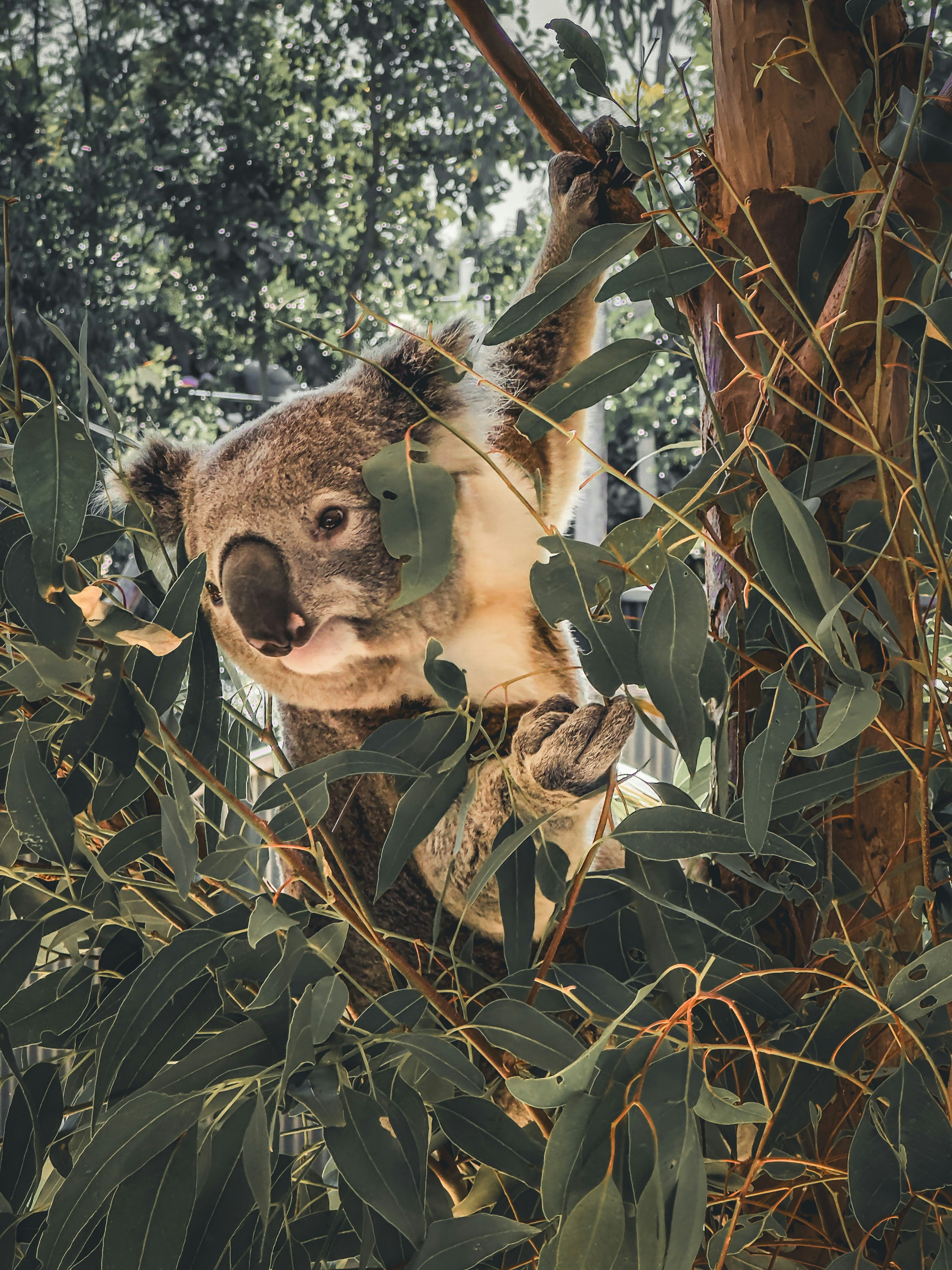 A koala hanging from a tree branch in a forest photo – Free Animal ...