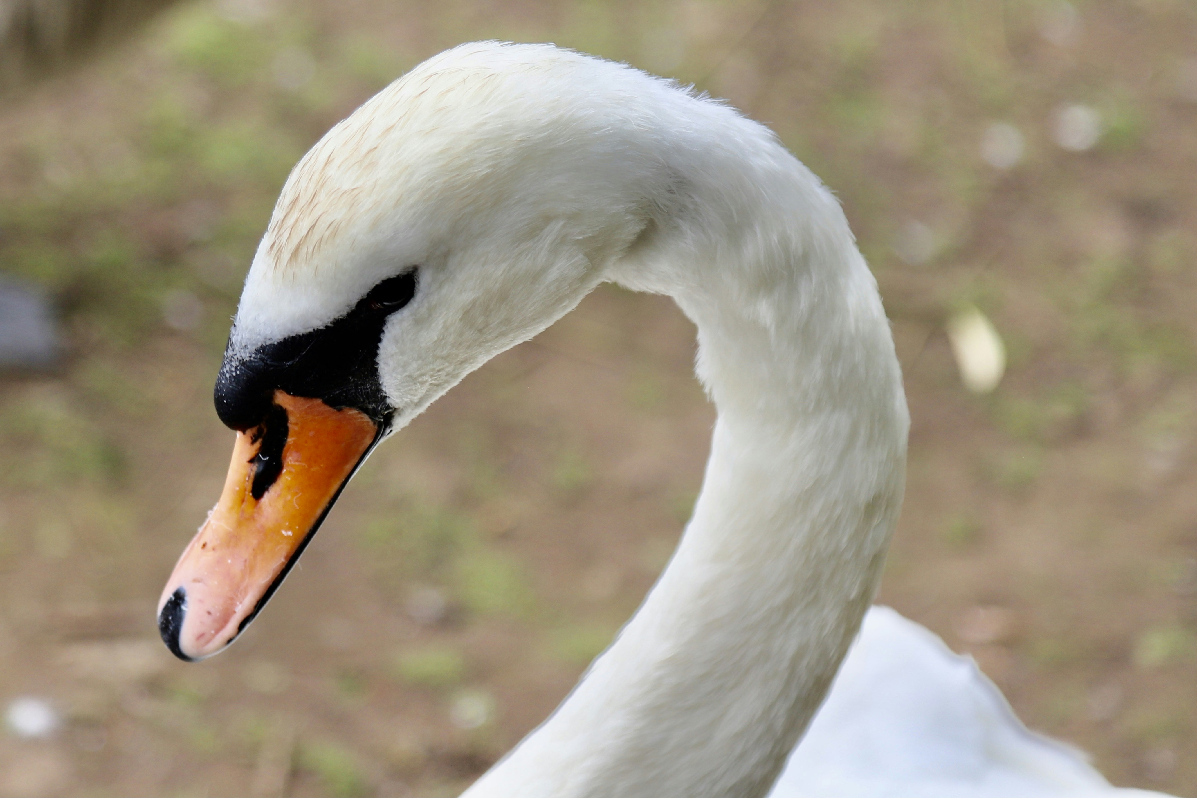 A close up of a white swan with an orange beak photo – Free Animal ...
