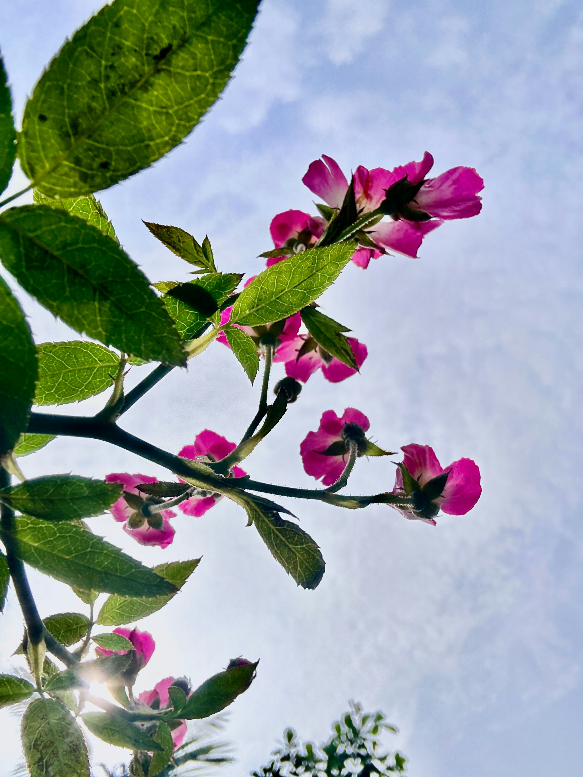 Sunlit Bougainvillea Fandango: Pink Blooms Reach for the Sky