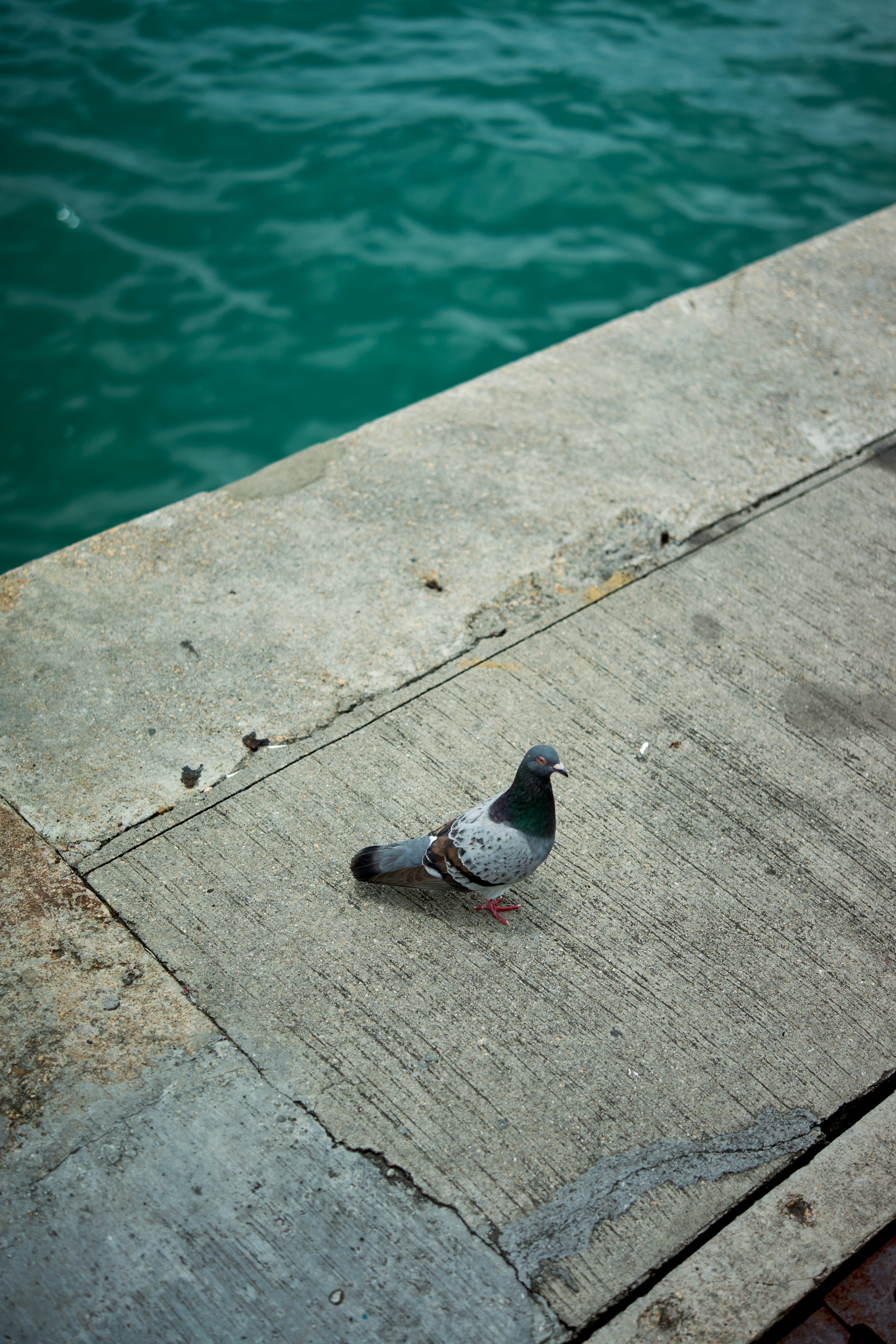 Photo by Evan Jeung with Sony Alpha 7 II