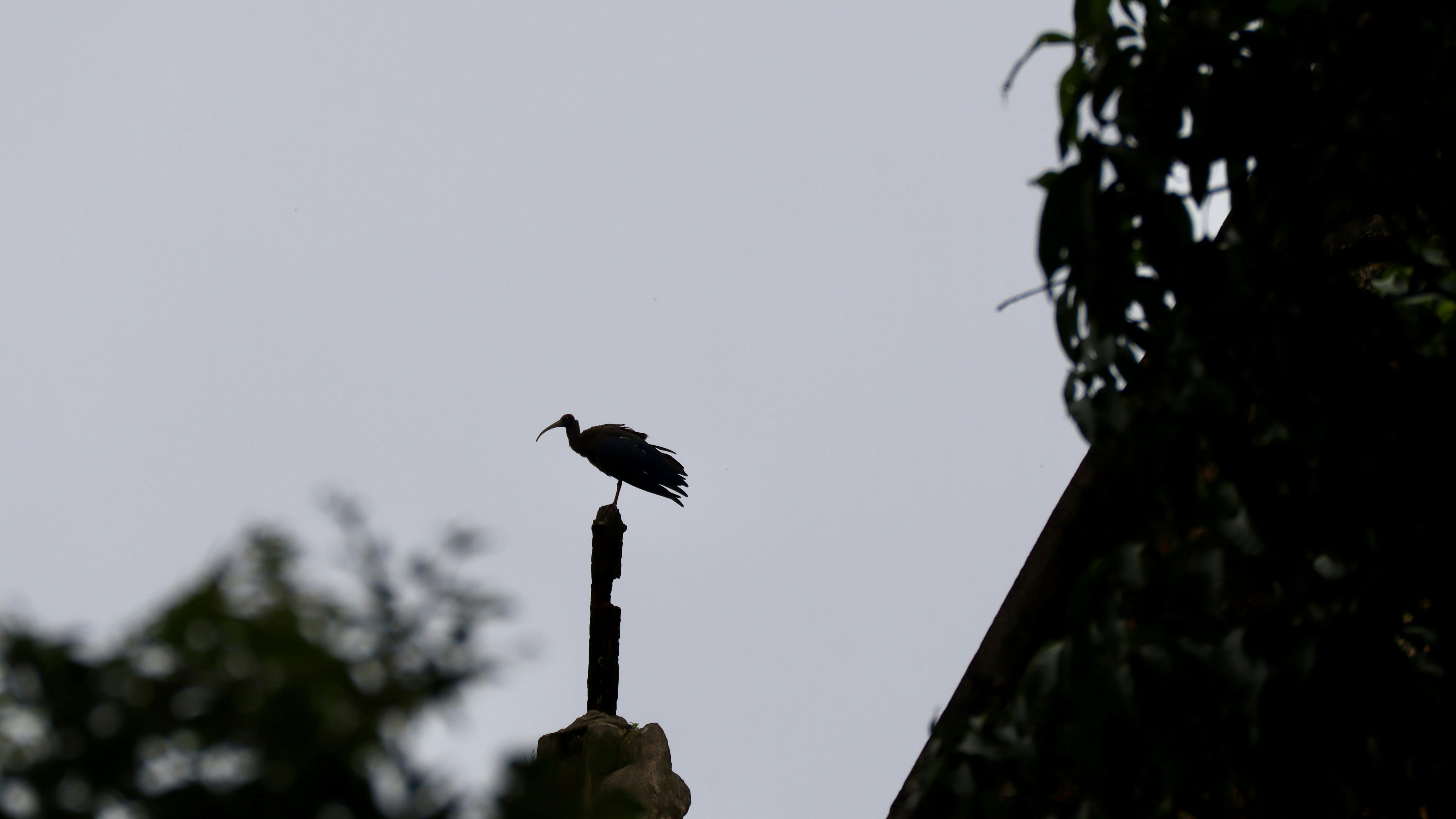 Silhouette of Ibis bird