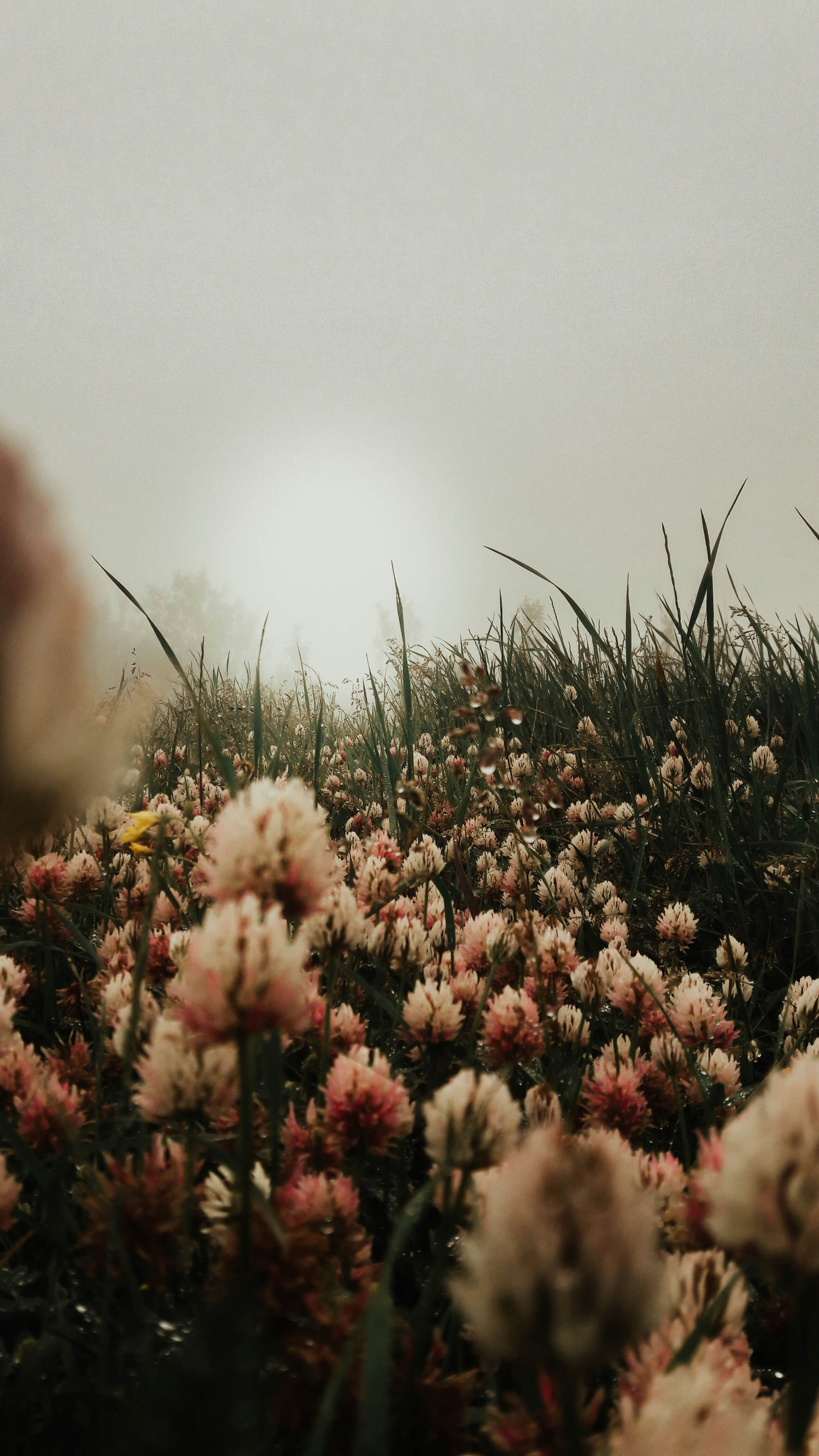 Photograph of soft pink-white blossoms in a grassy field bathed in hazy sunset light. Foreground blooms are in sharp focus while the background fades into warm, dreamlike haze.