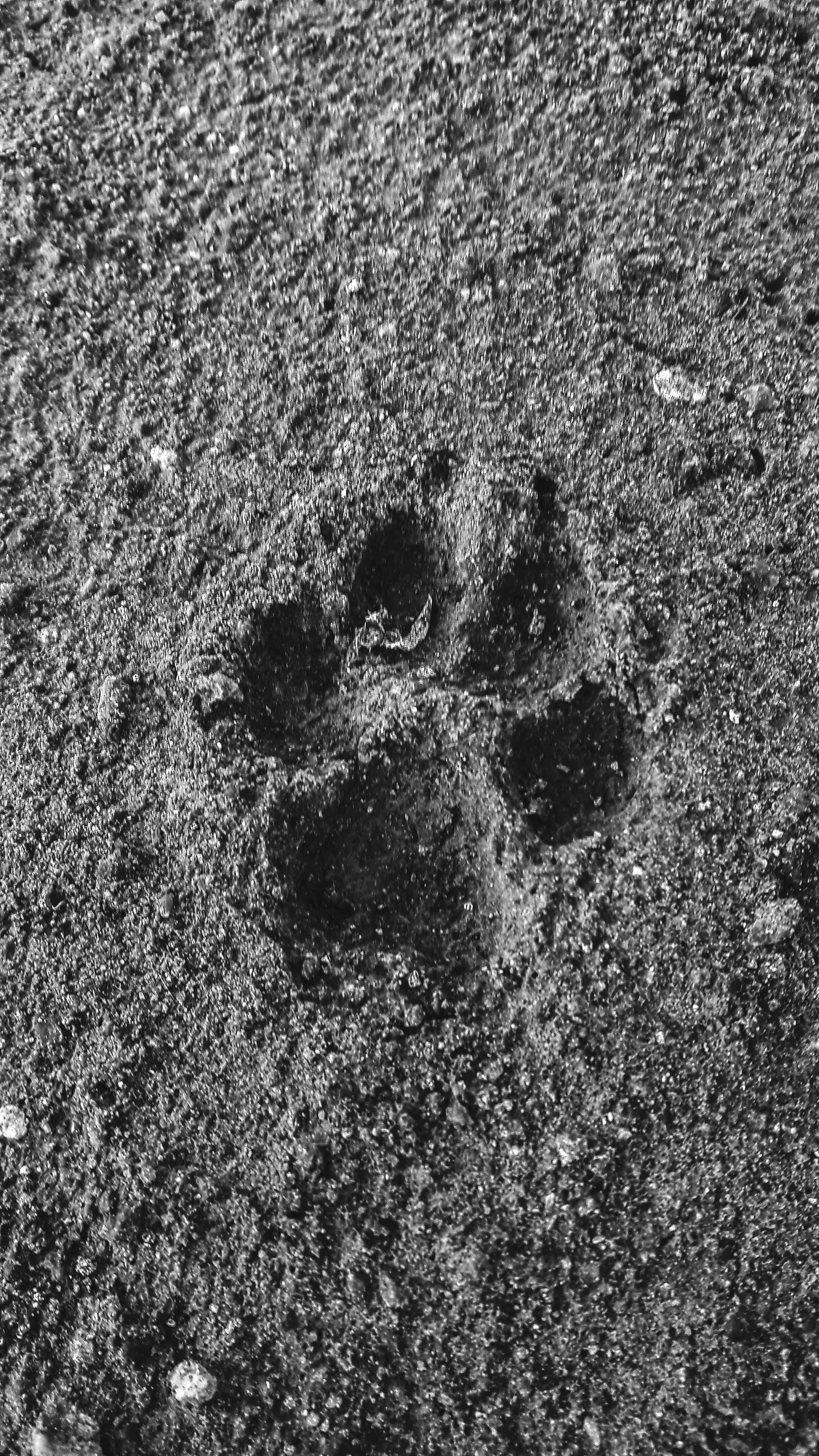 Grainy black-and-white photograph captures a single animal paw print pressed into damp sand. The composition emphasizes texture and negative space.