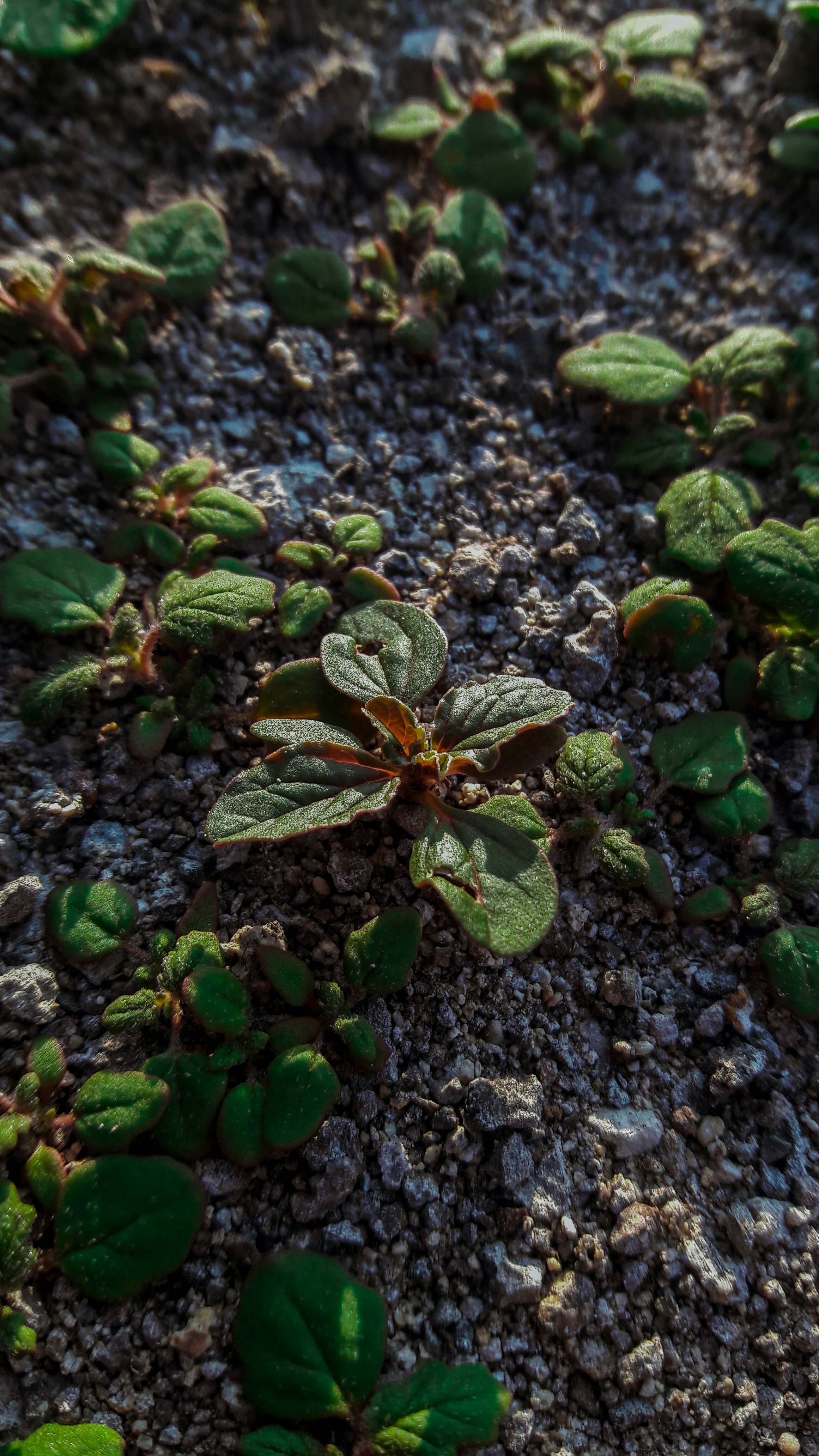 Close-up photograph of small green rosette leaves sprouting from gritty, gravelly soil, with sunlight catching the leaf edges. The shot highlights early plant growth in a harsh, rocky environment.