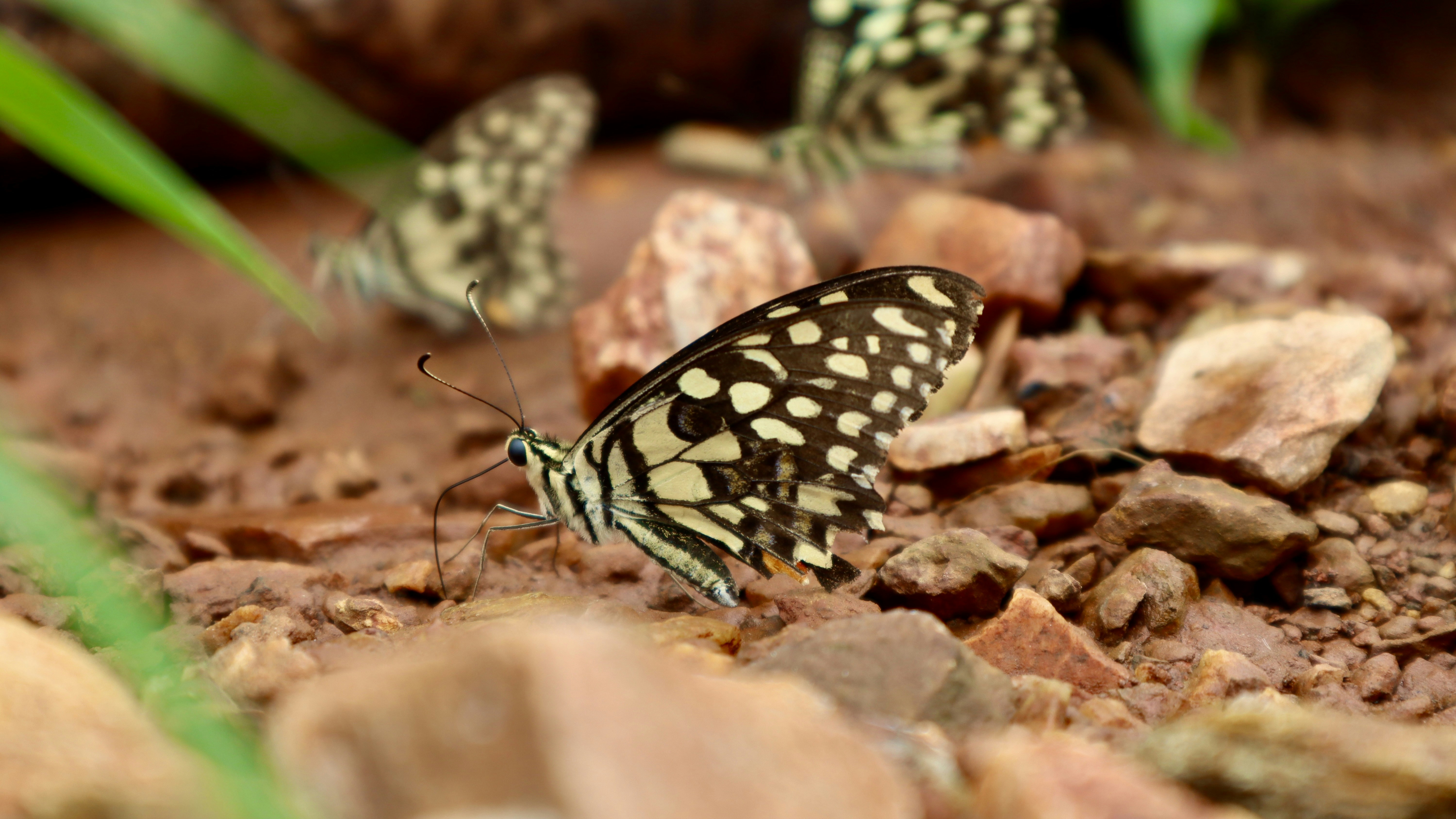 Spotlit Swallowtail on a Pebble Mosaic