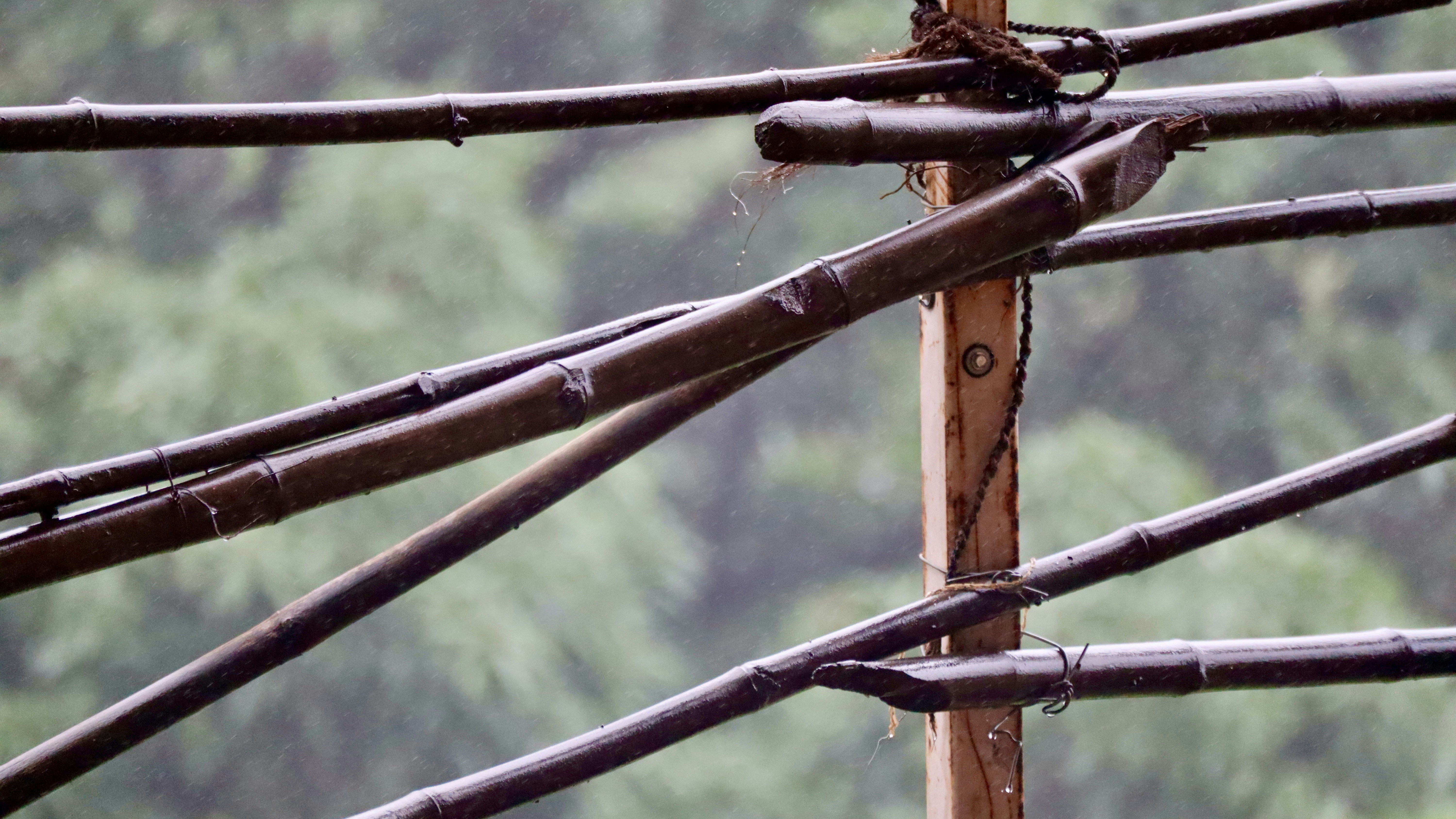 A bird perched on a wooden pole with a forest in the background