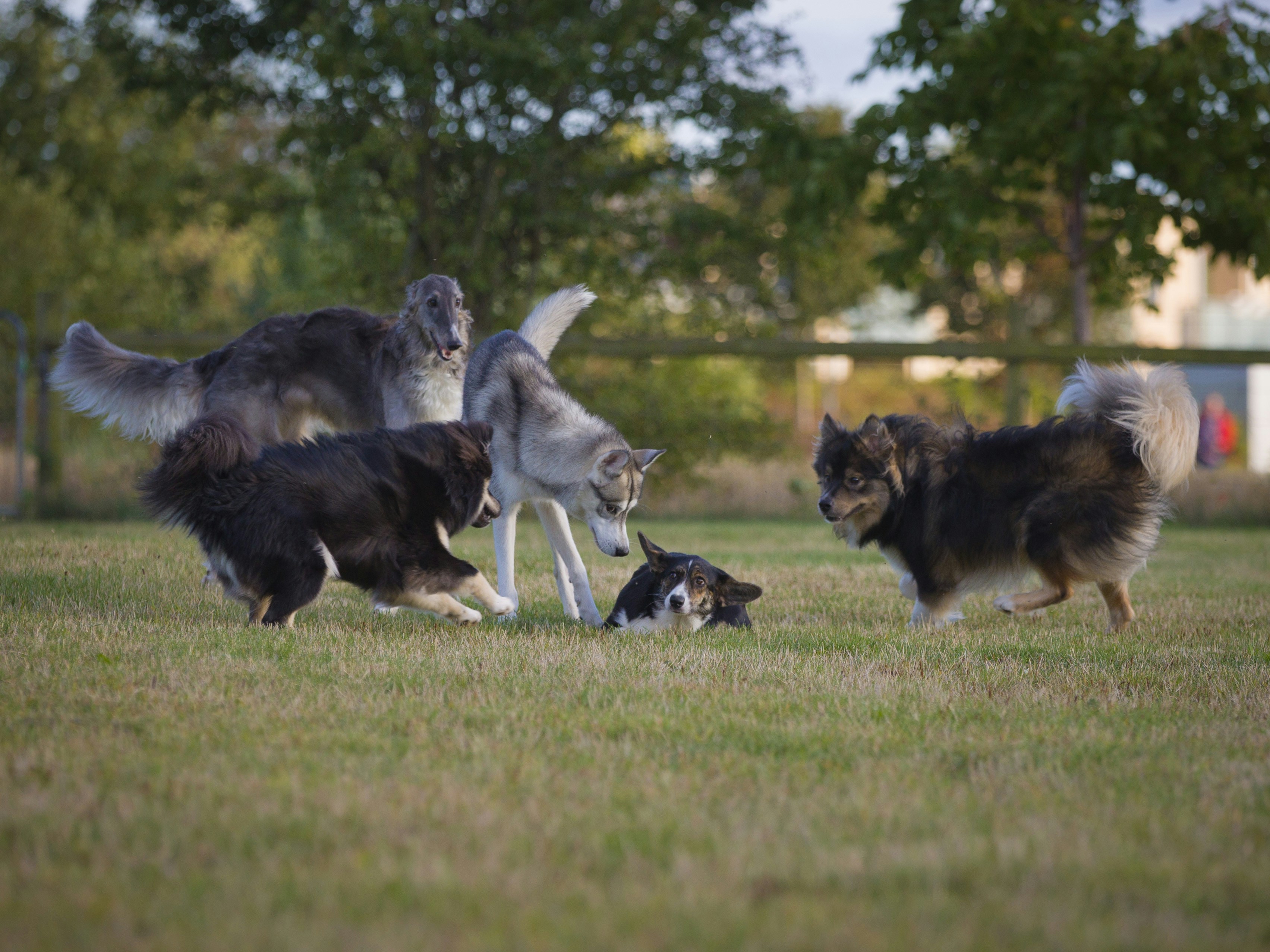 A group of dogs playing with each other in a field photo – Free Grass ...
