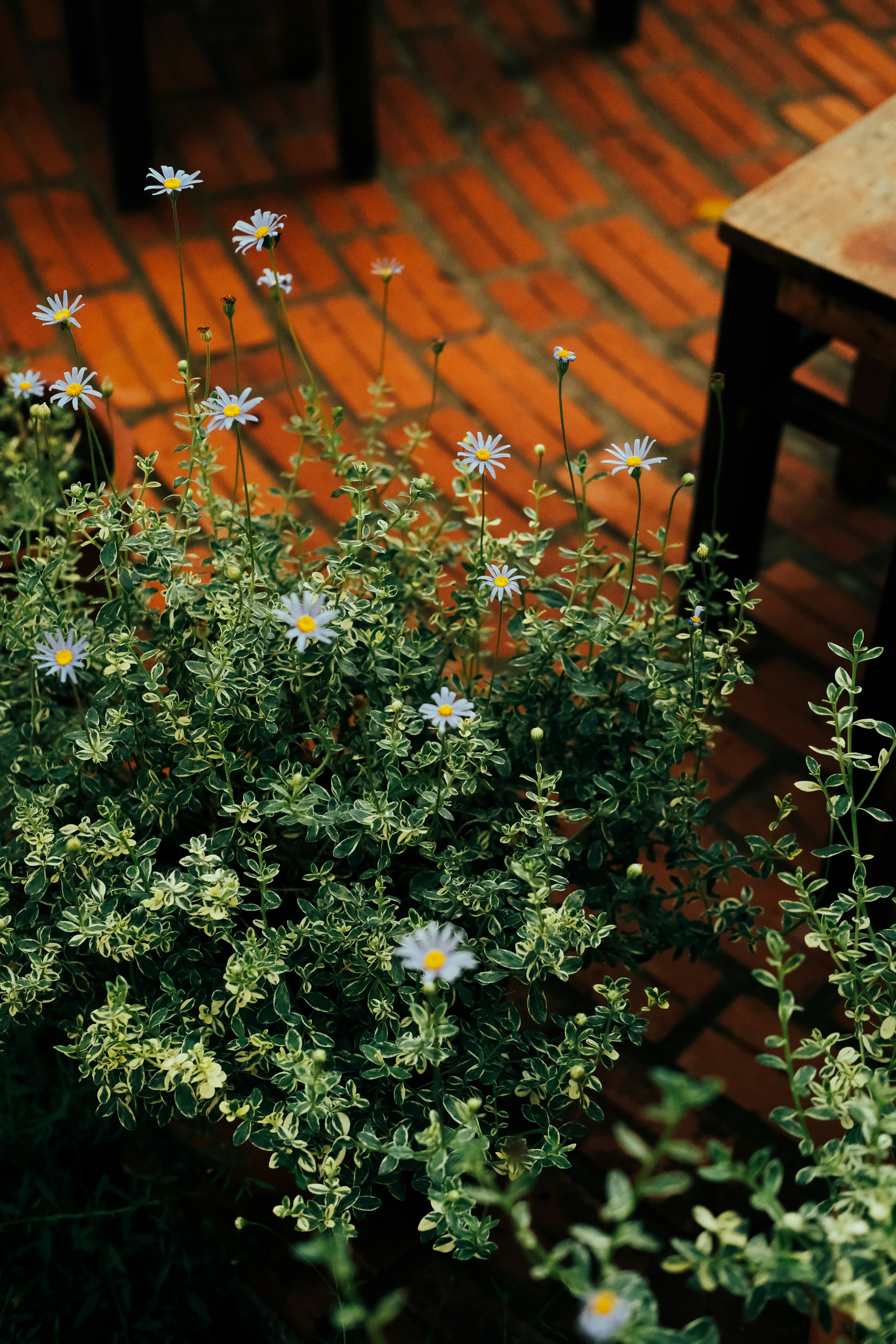 Sunlit daisies above a brick courtyard.