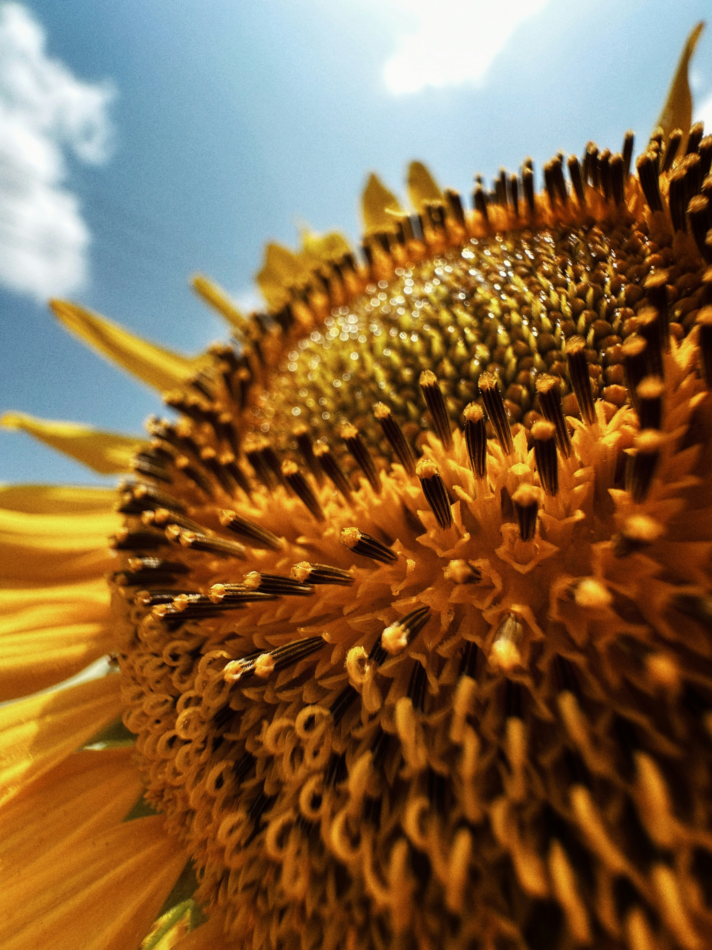 Golden Spiral: Close-Up of a Sunflower’s Seed Head Against a Clear Sky
