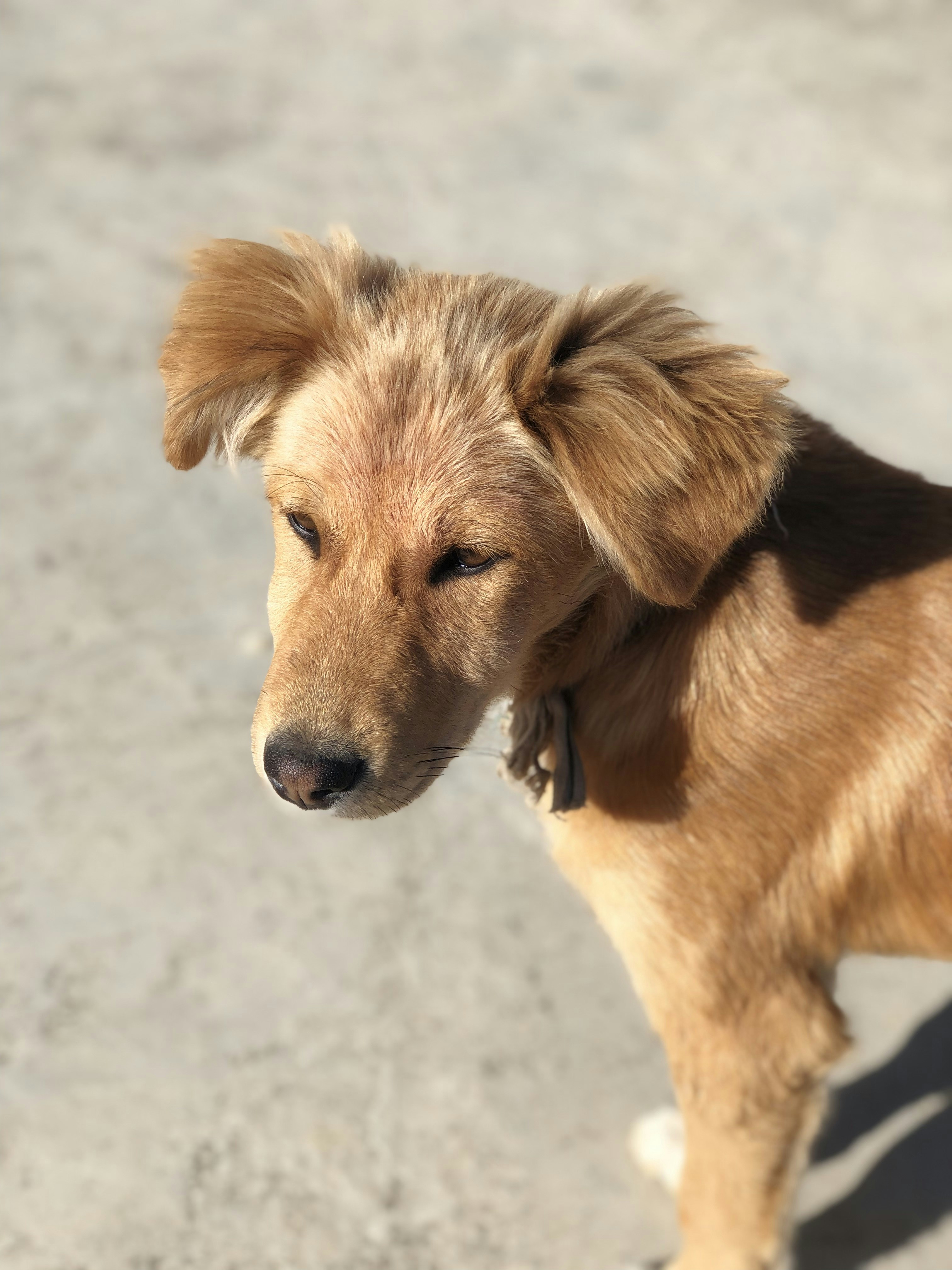 Sunlit Amber Pup on a Quiet Concrete Stage