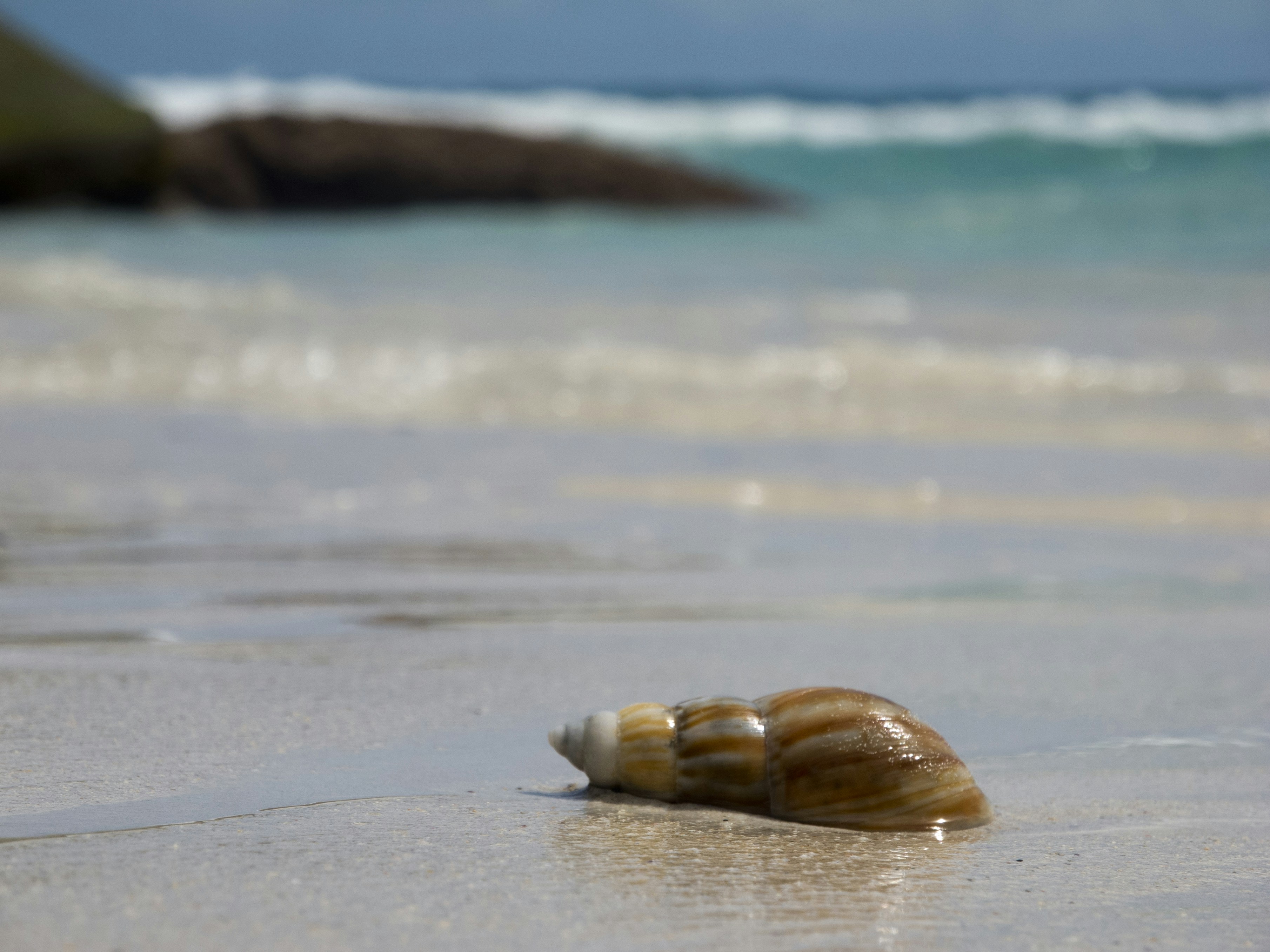 A close up of a shell on a beach photo – Free Seychelles Image on Unsplash