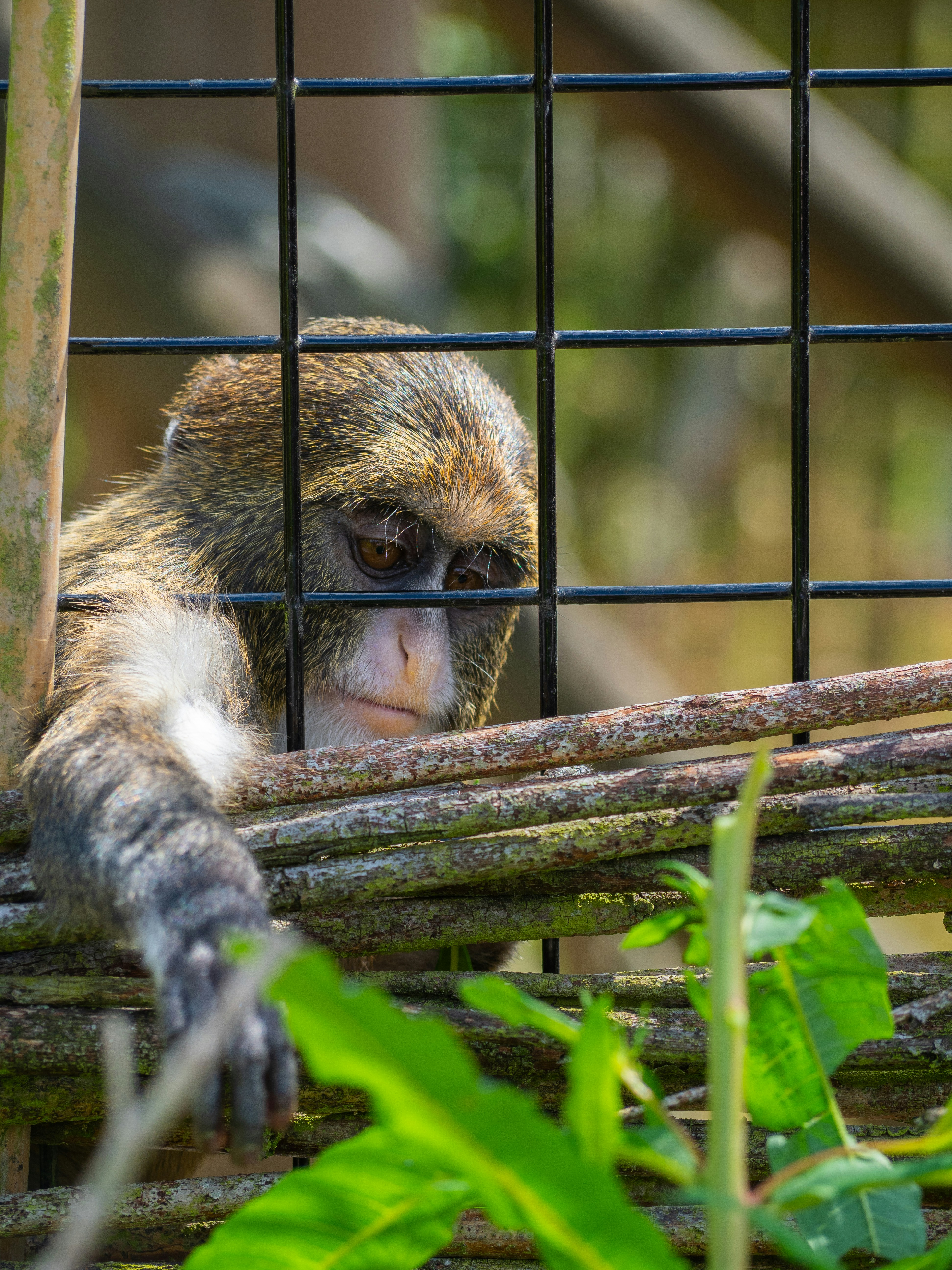 Through the Grids: A Curious Monkey Gaze Beyond the Bars