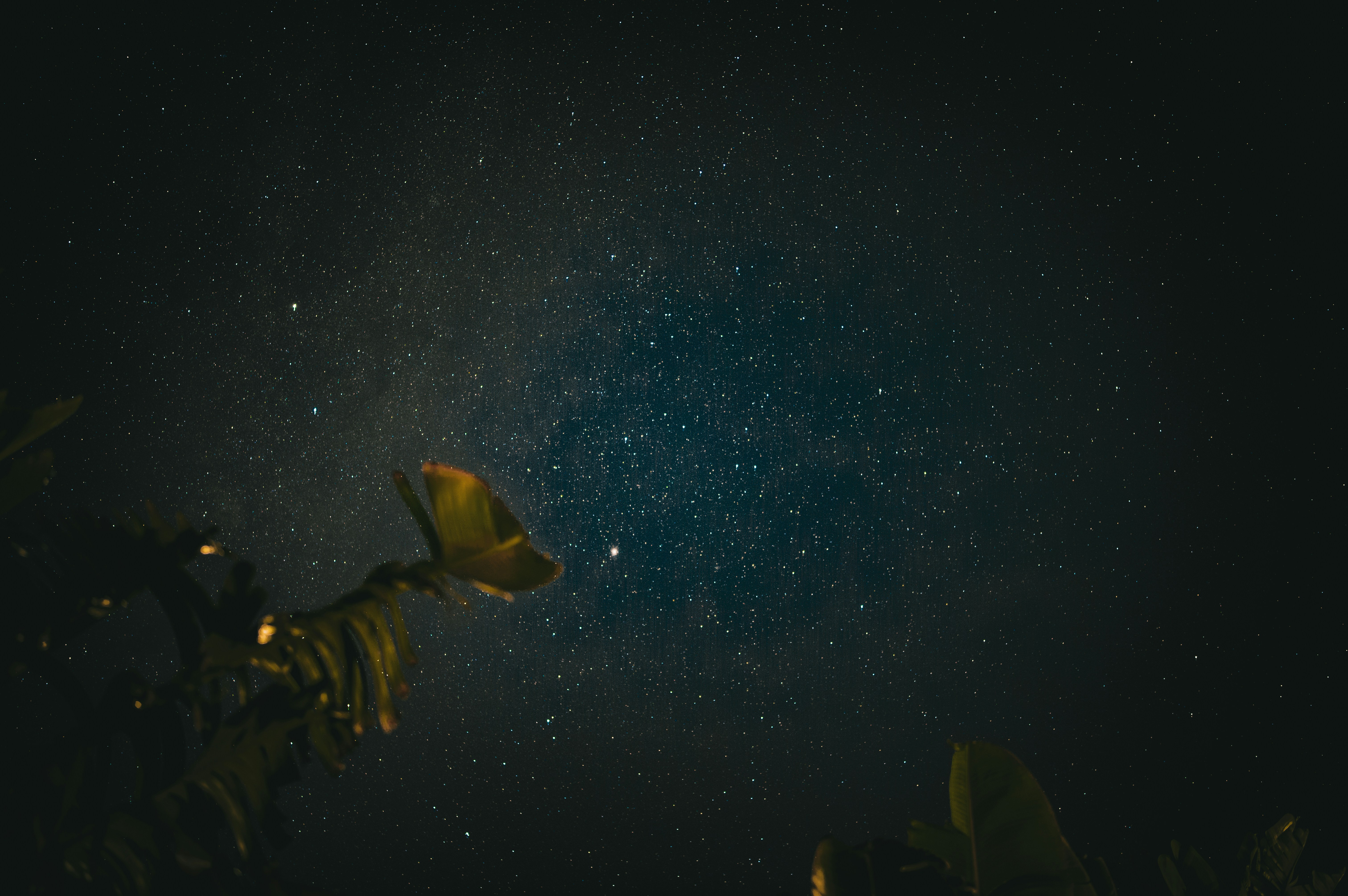 Constellations Through Velvet Foliage: A Night Sky Portrait
