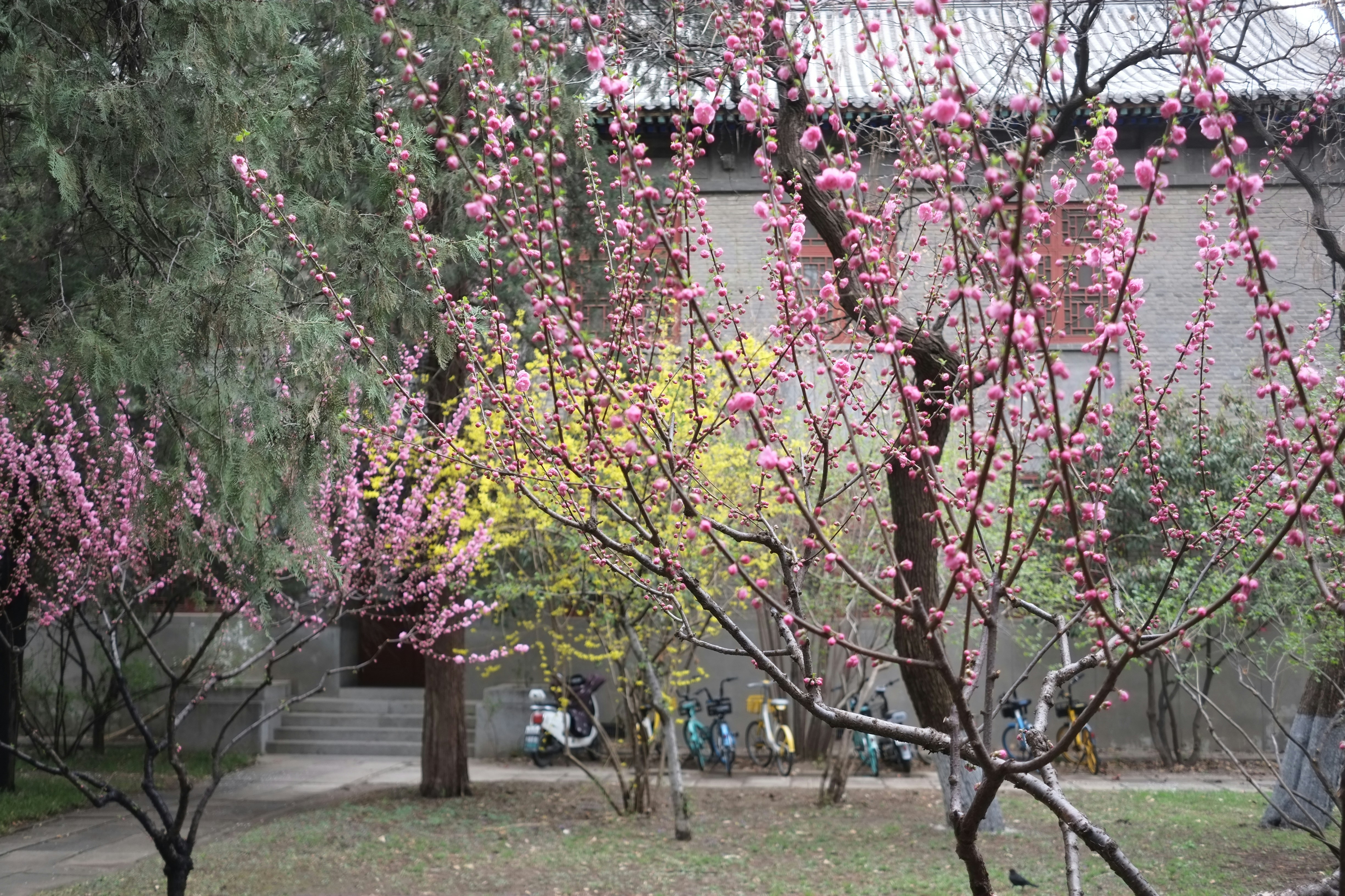 Pink Plum Blossoms Framing a Courtyard Scene with Quiet Bicycles