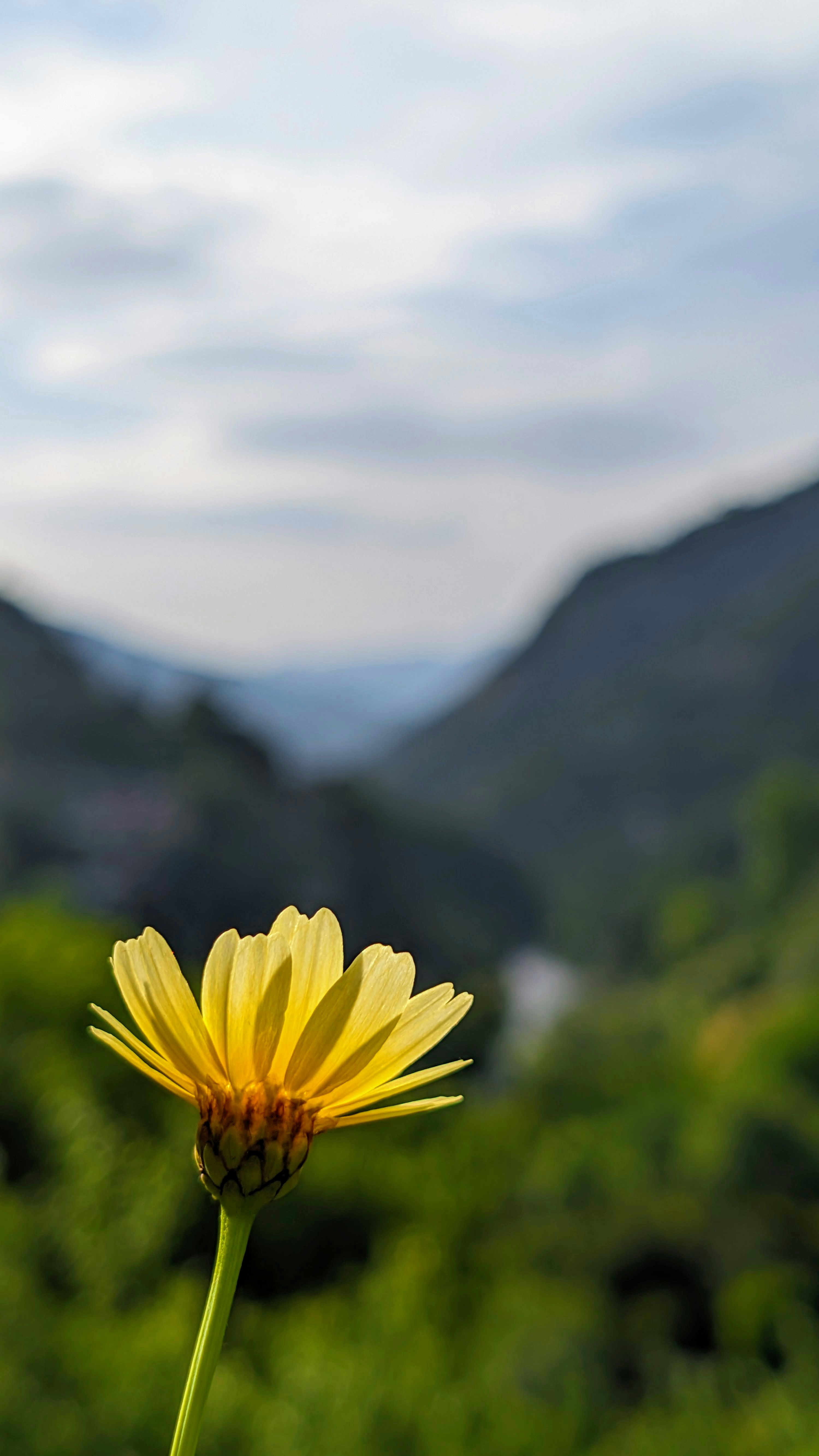 Close-up photograph of a yellow flower in sharp focus with a hazy mountain valley in the background.