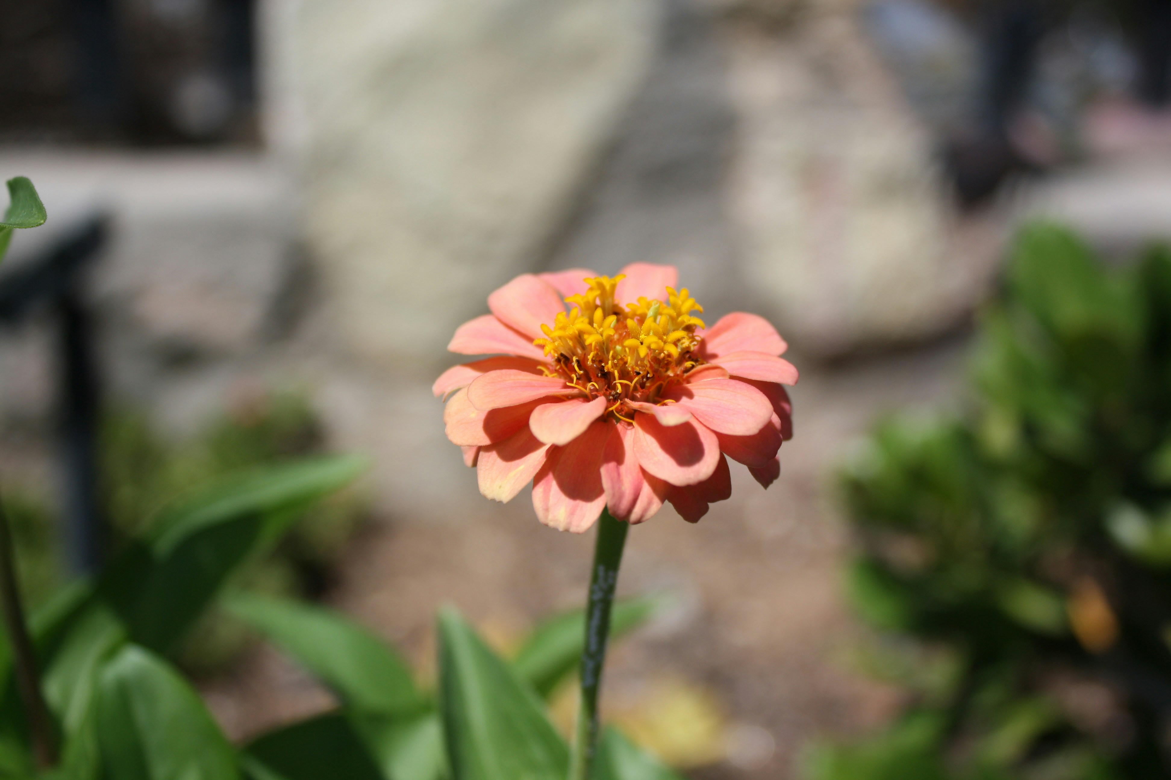 A single orange and yellow flower in a garden photo – Free El paso ...