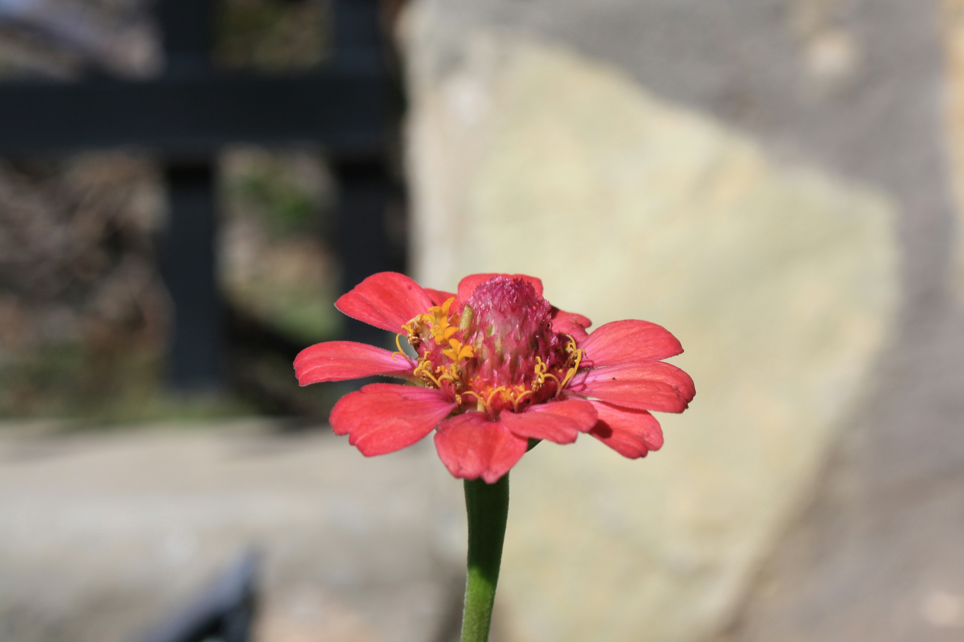 Red Zinnia Piercing the Quiet Wall