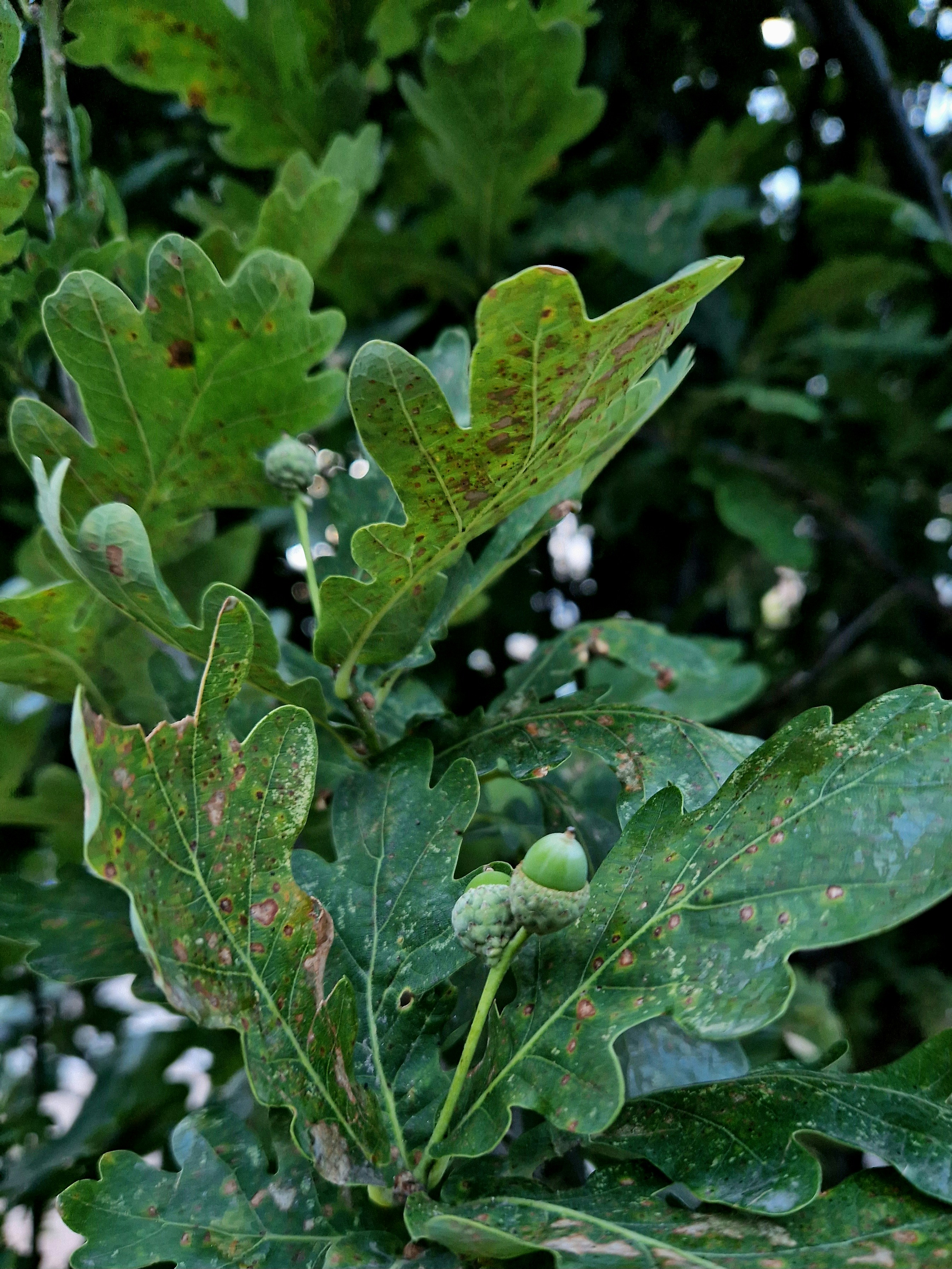 Emerald Buds Among Lobed Leaves: A Micro View into Oak Verdure