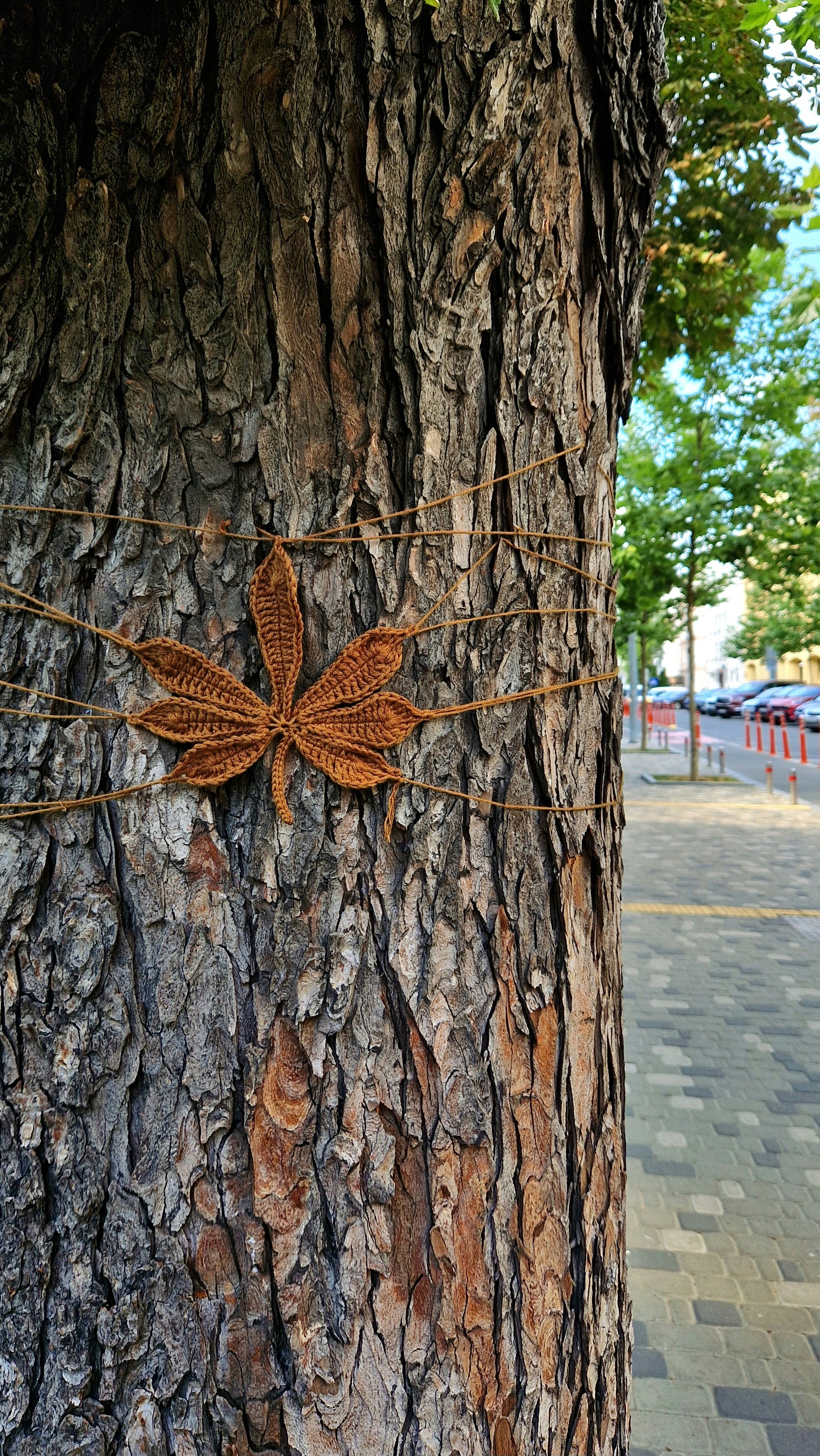 Rust-Colored Leaf Adrift on City Bark