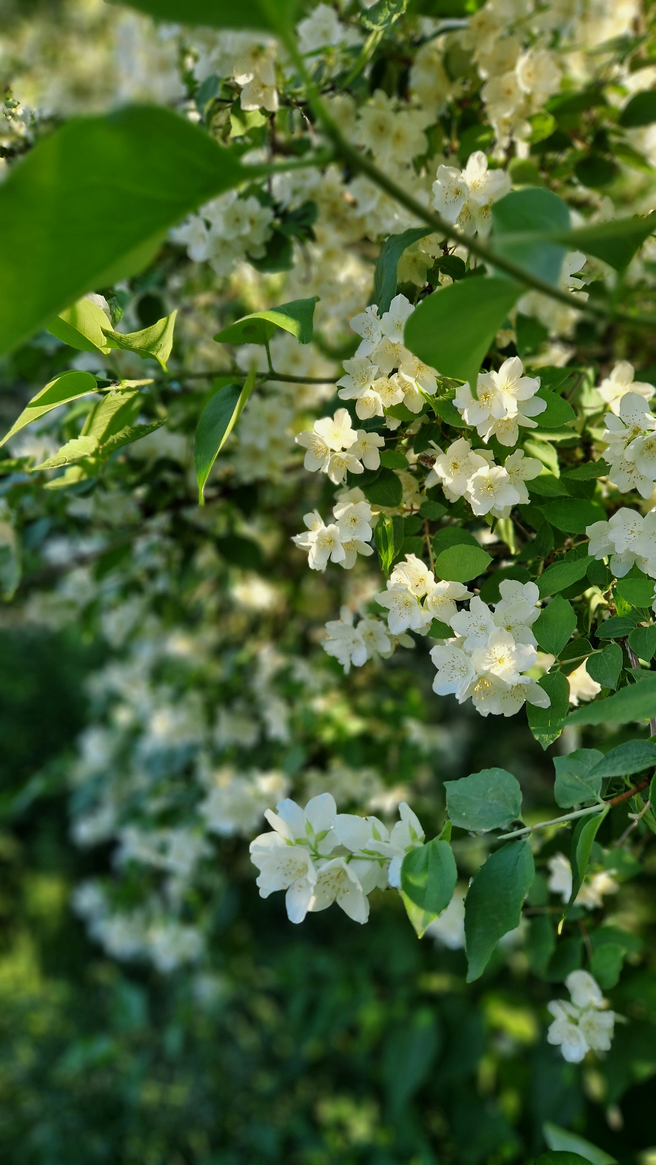 Delicate white flowers bloom amidst vibrant green leaves, creating a serene springtime scene. The composition highlights nature's intricate beauty.
