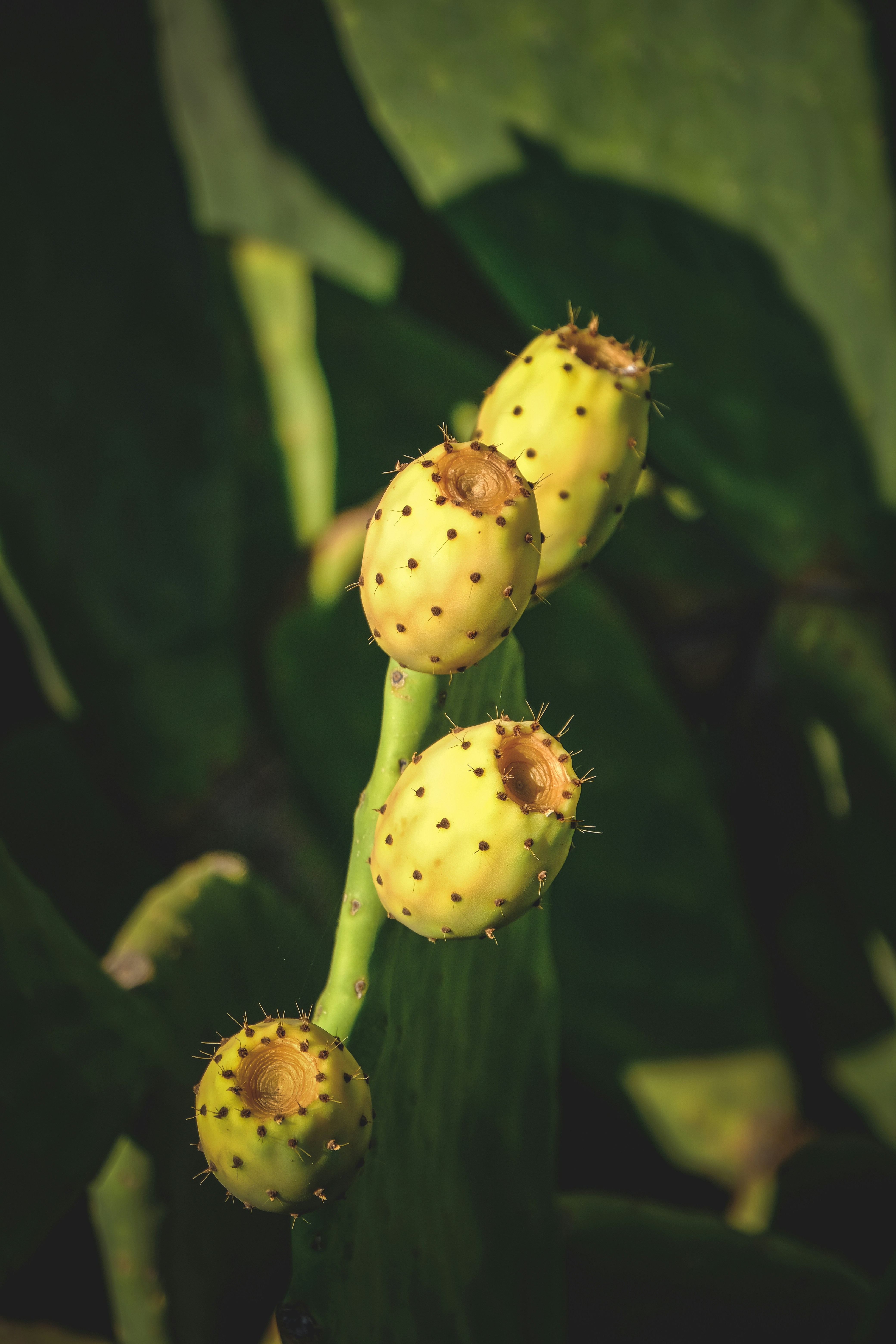 Sun-Kissed Opuntia: A Stalk of Desert Pears in Soft Light