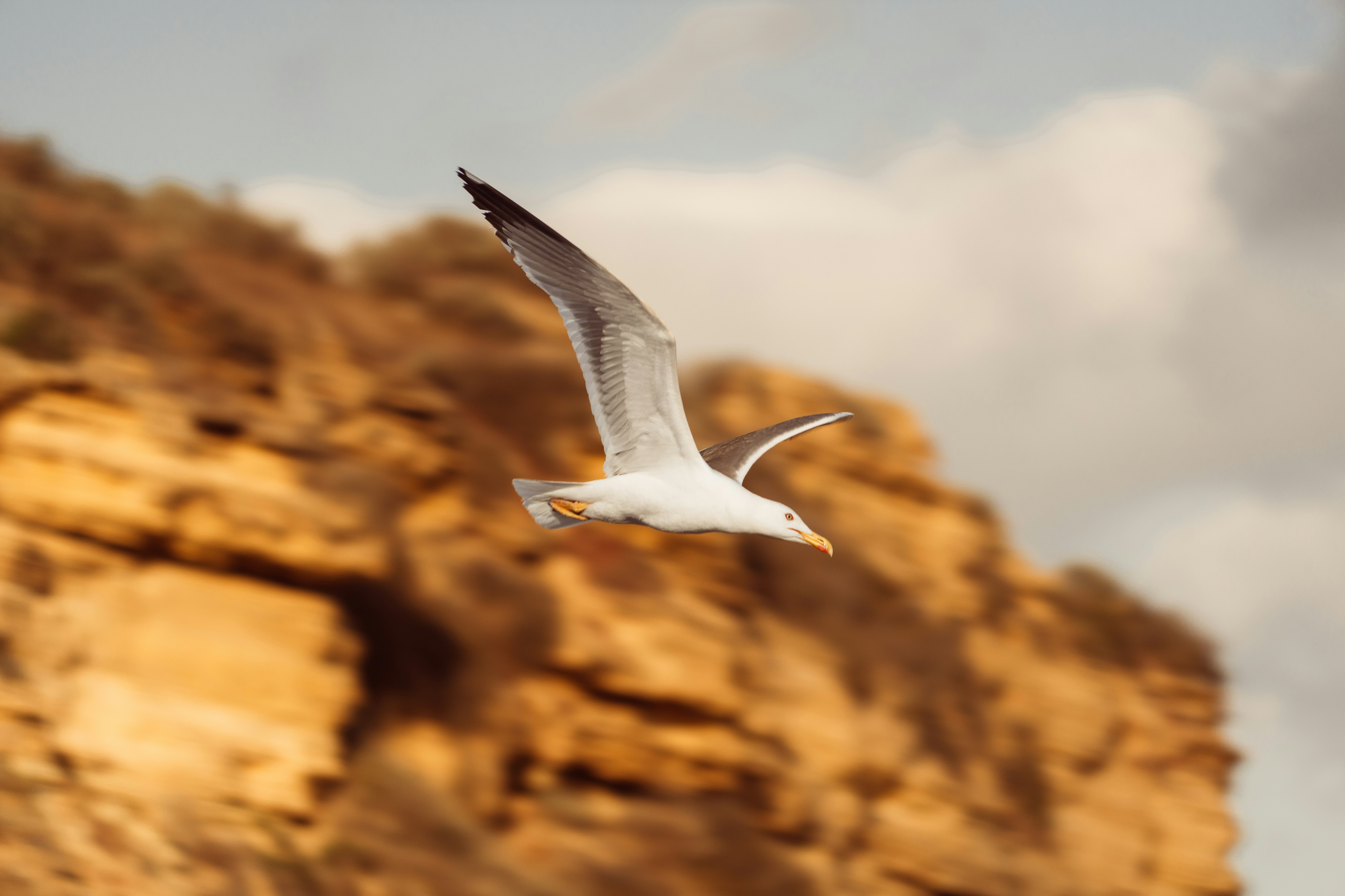 A white bird flying over a rocky cliff photo – Free Animal Image on ...
