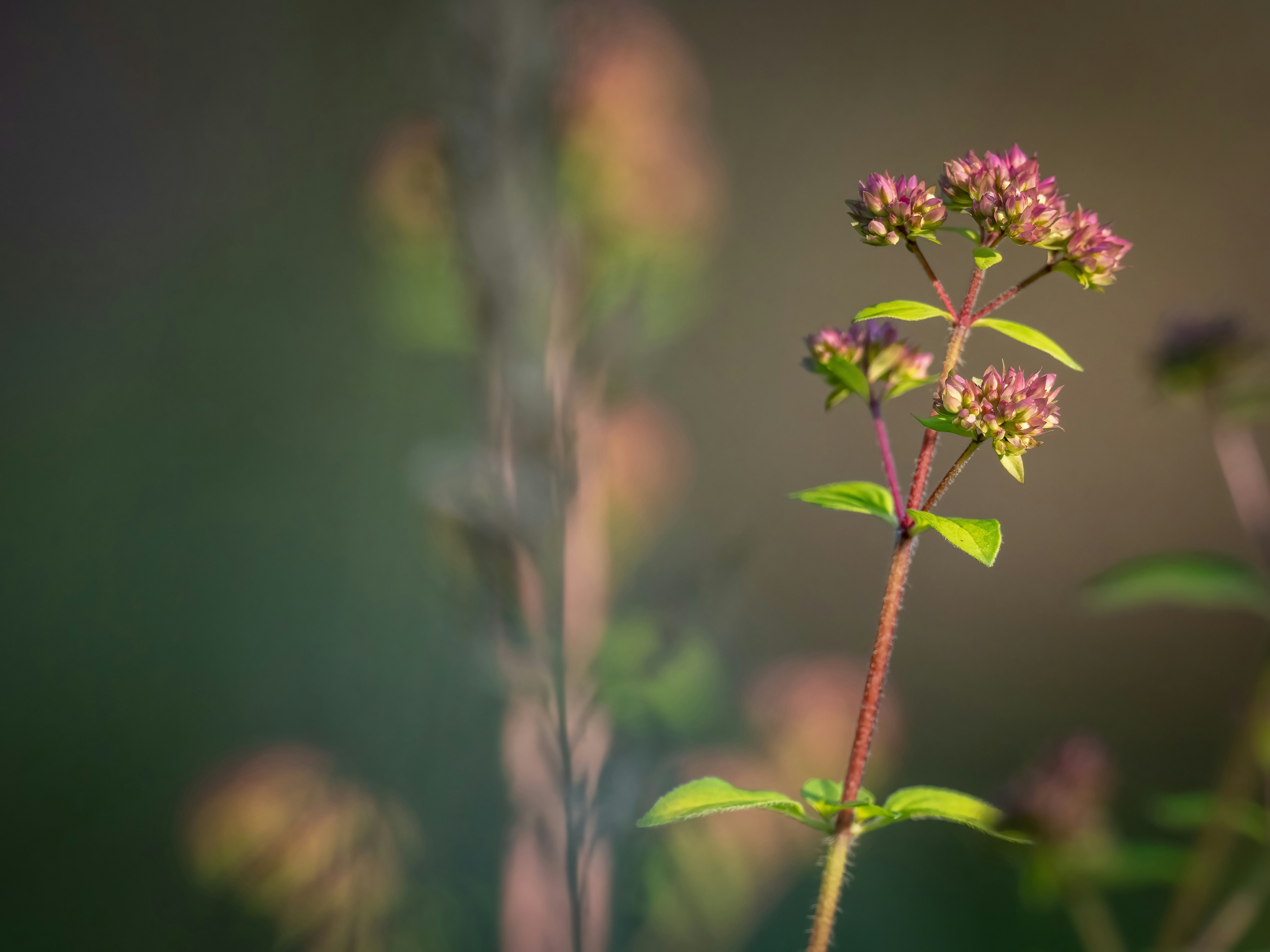 Pink Cluster on a Slender Stem, Set Against Velvet Bokeh