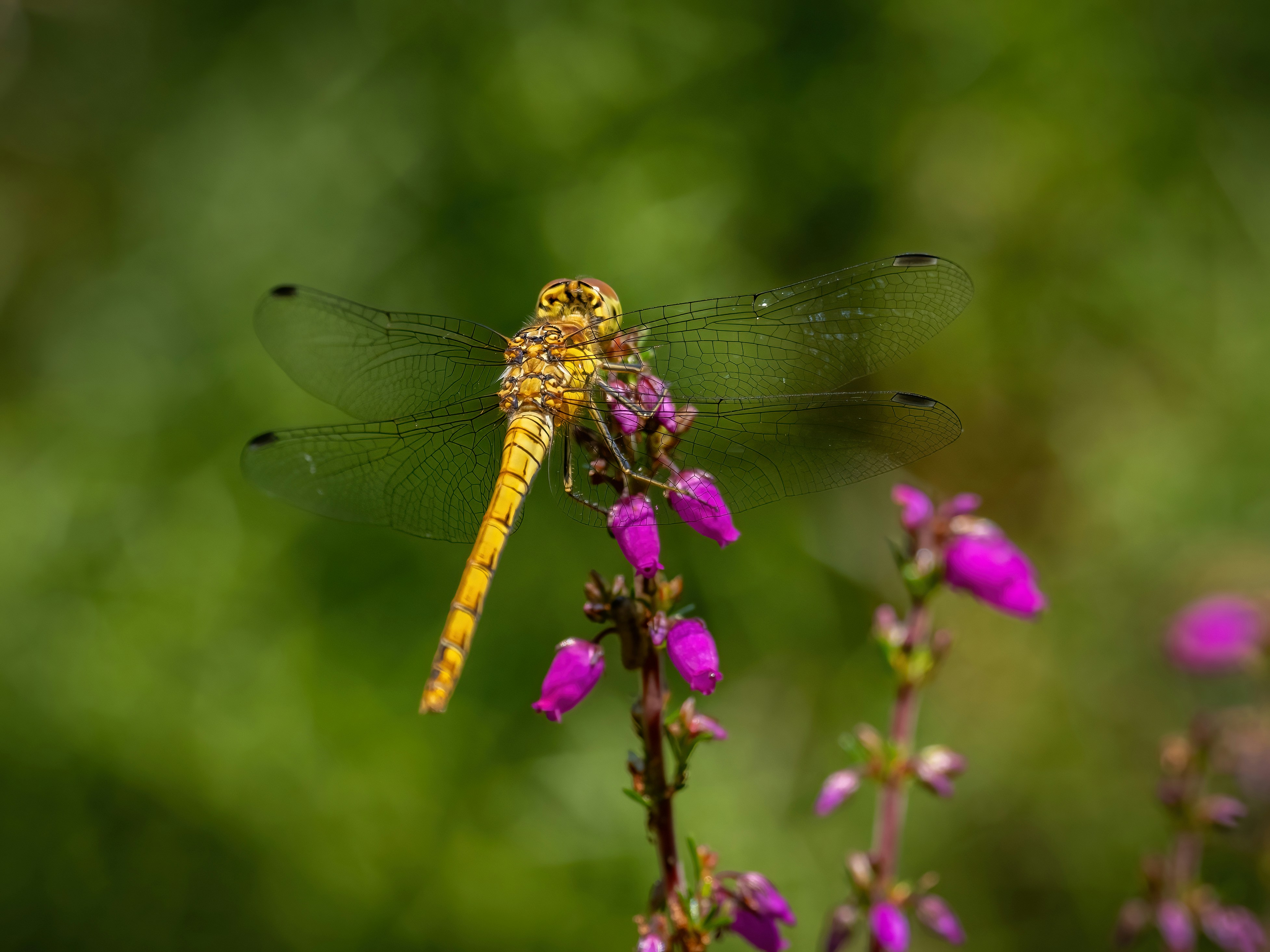 Golden Dragonfly on Violet Buds in a Green Blur