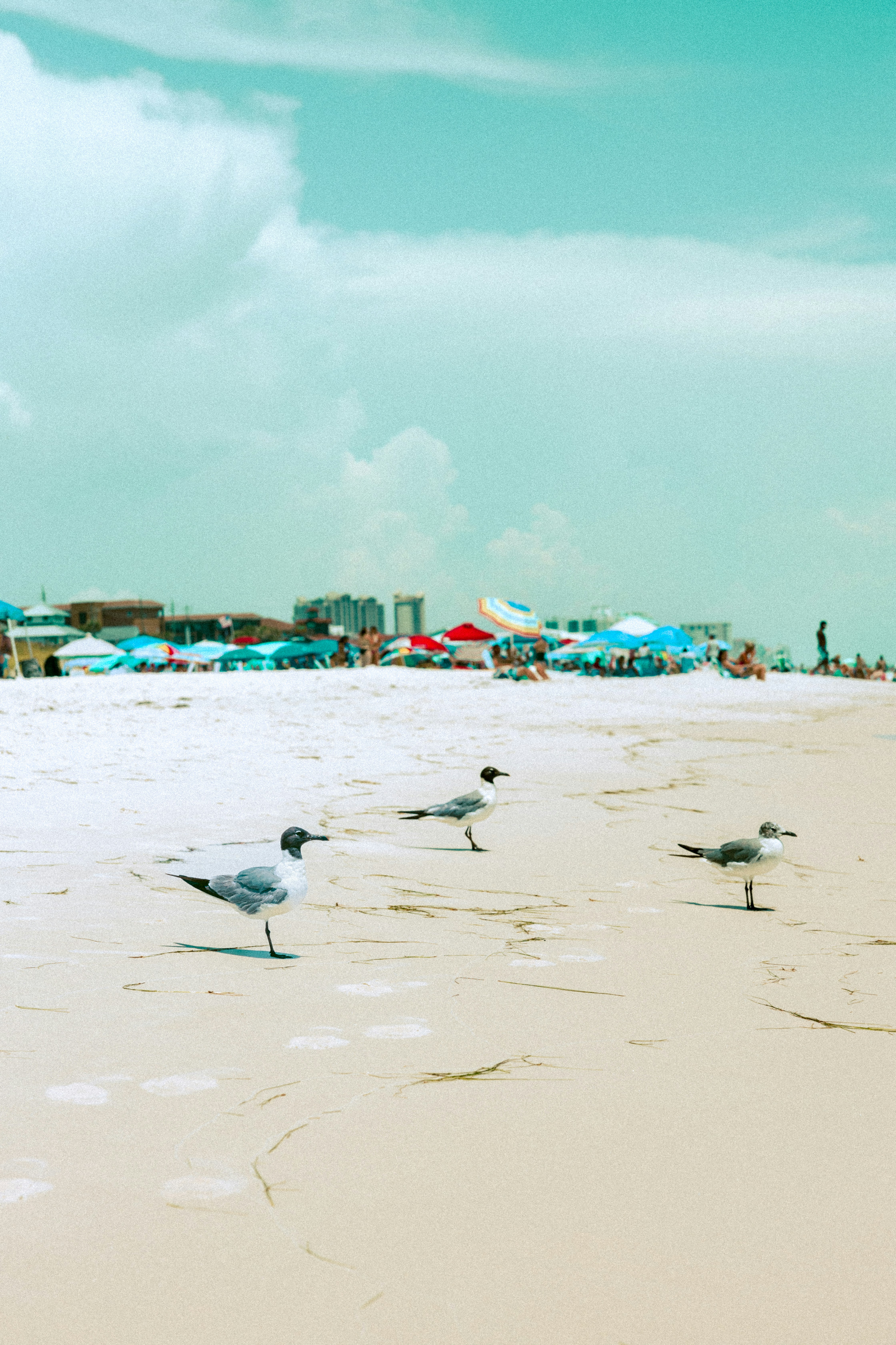 Seabirds on sunlit shore under turquoise sky