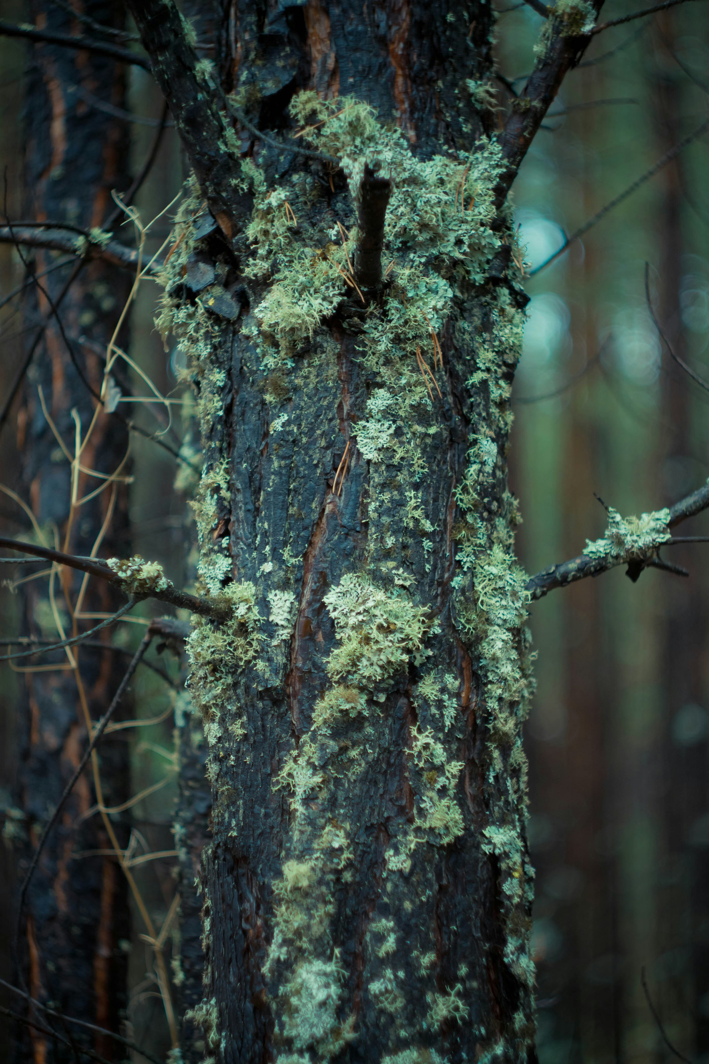 Moss-Cloaked Trunk in a Quiet Conifer Glade