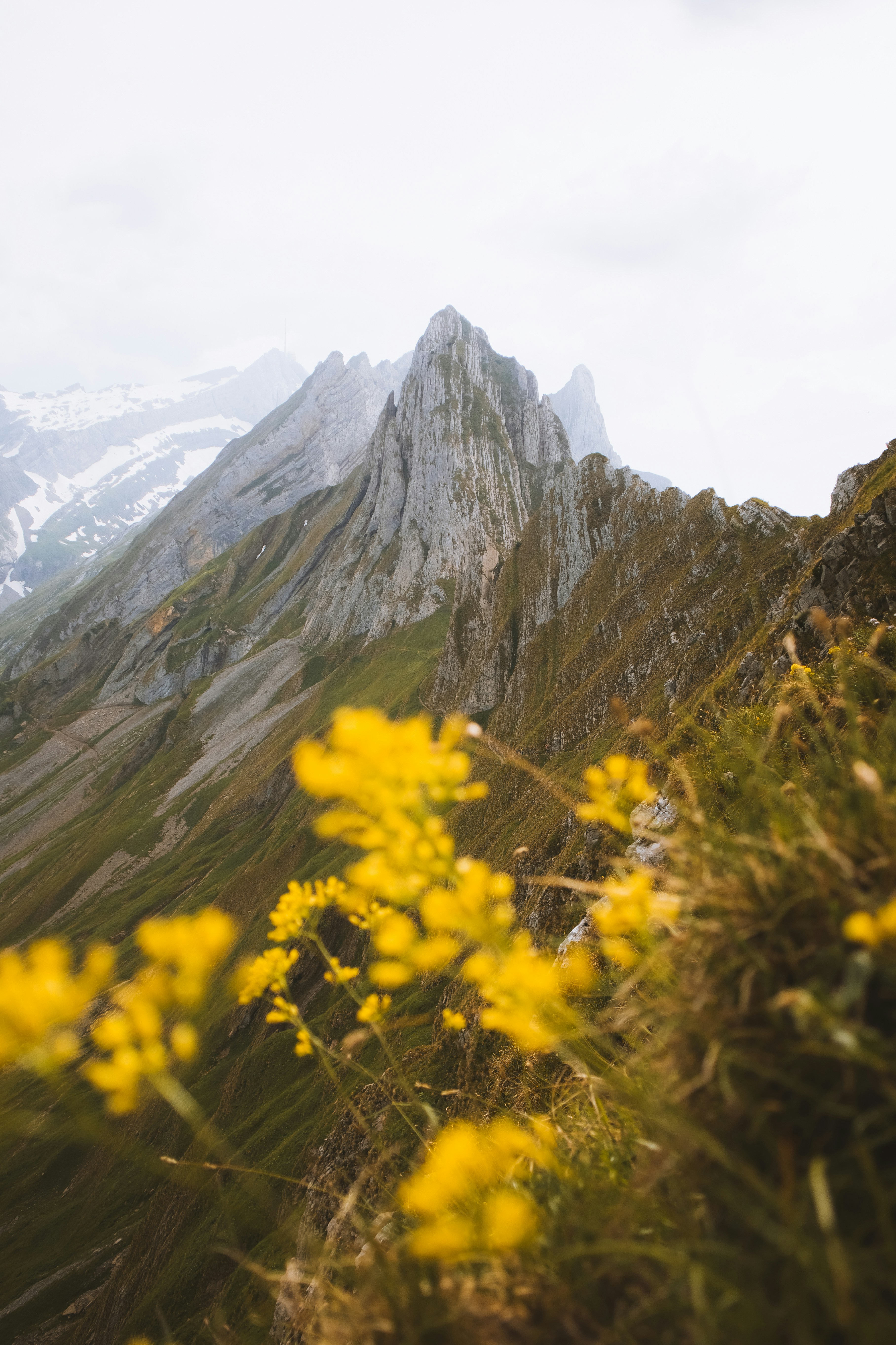 A mountain range with yellow flowers in the foreground photo – Free ...