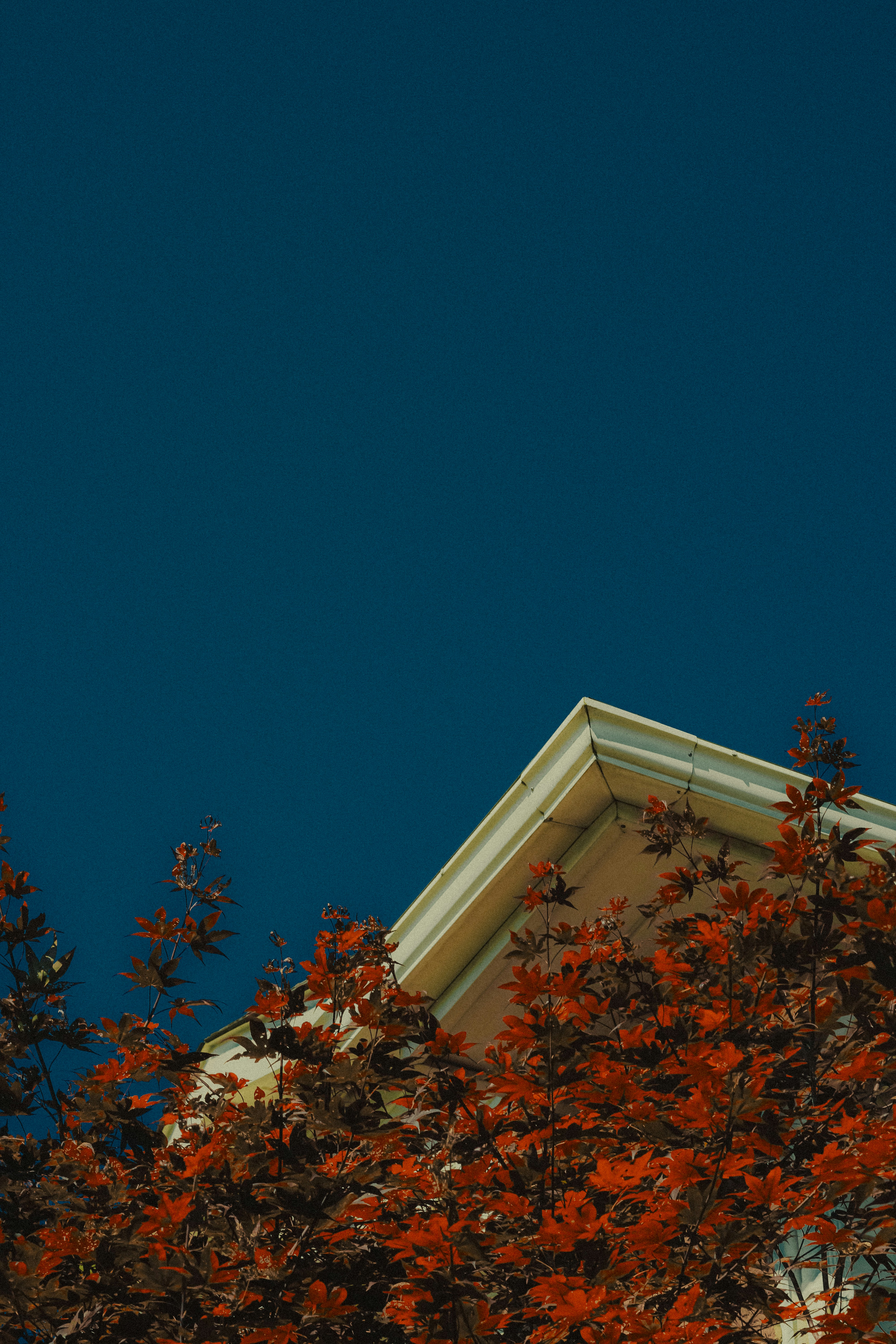 Crimson Foliage Framing a Quiet Gable Under a Cobalt Sky