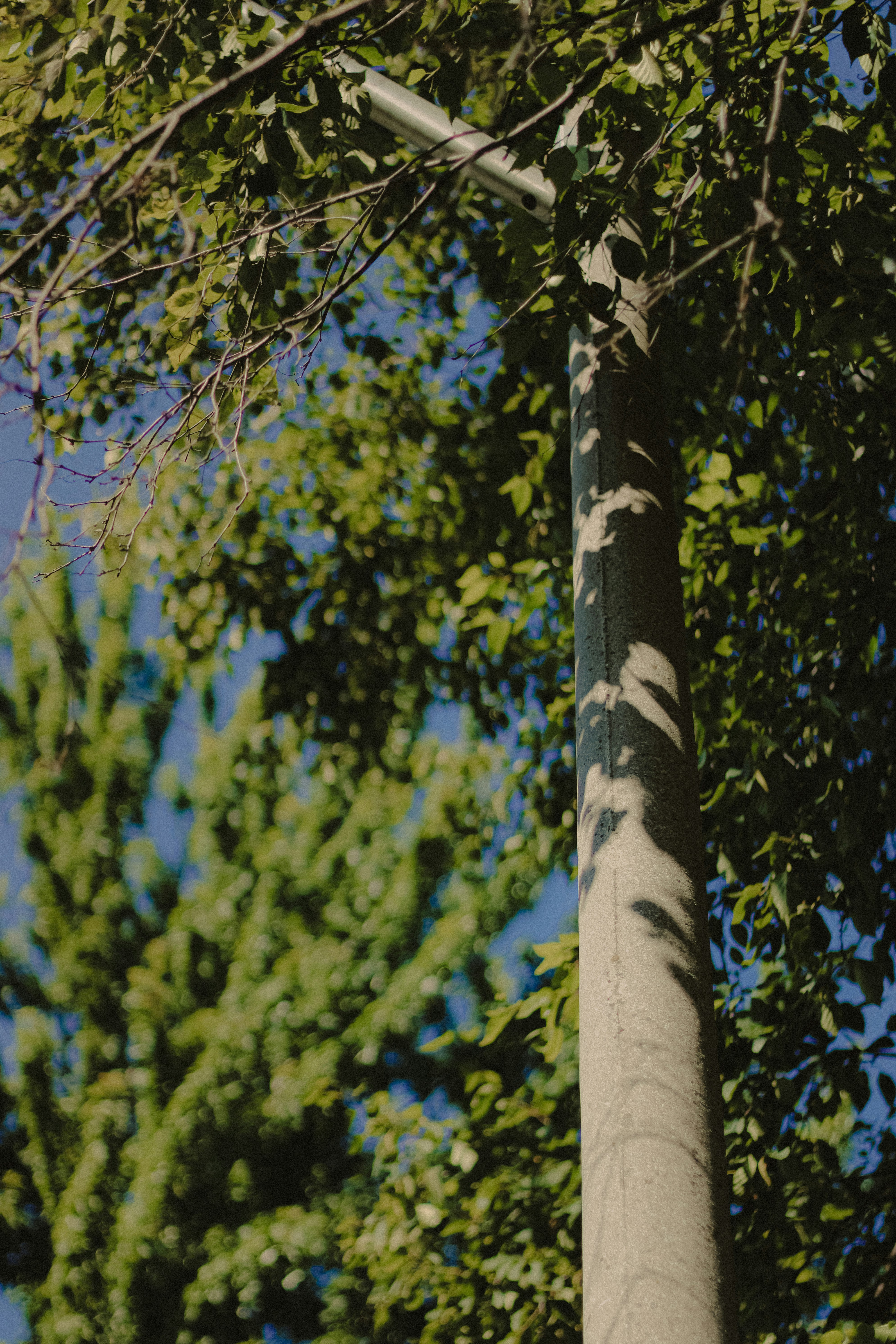 Sunlit Shadow: A Concrete Post Dressed in Veiled Foliage