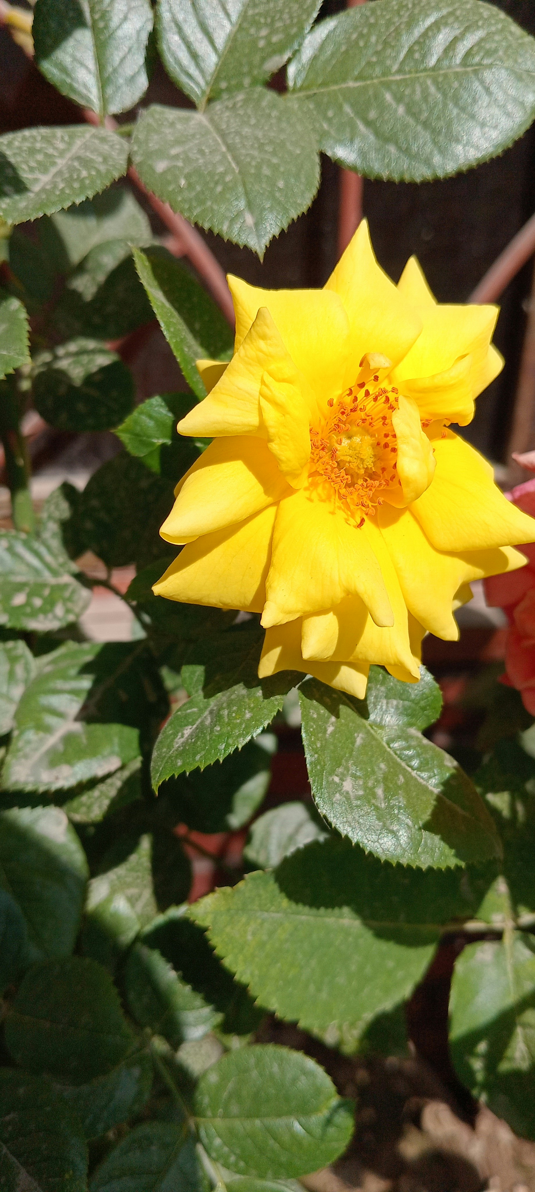 A yellow and red flower in a garden photo – Free Pakistan Image on Unsplash